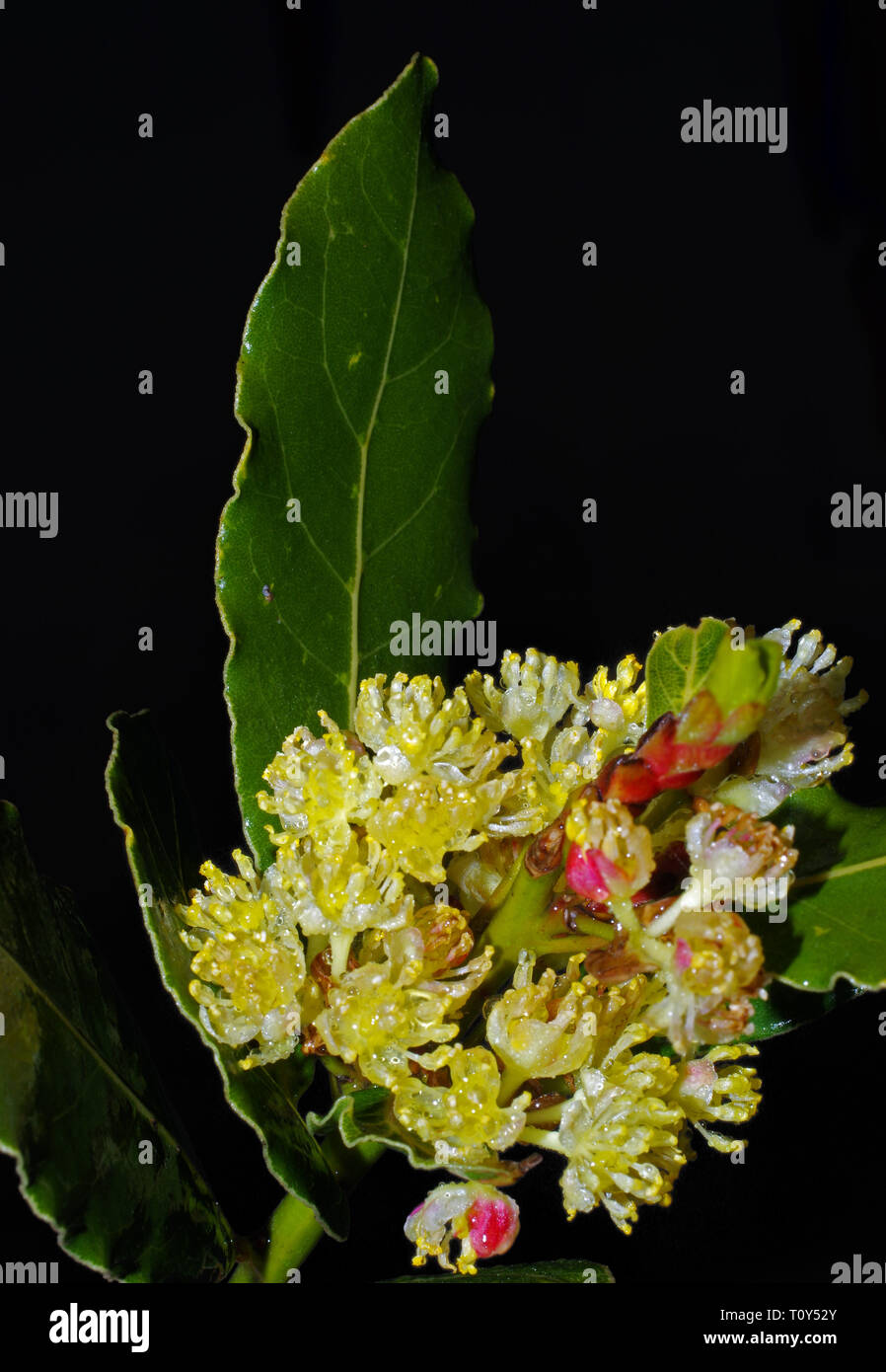 Lorbeer (Laurus nobilis) Blühende close-up Stockfotografie - Alamy