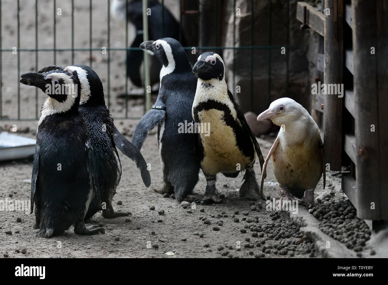 Danzig, Pommern, Polen. 22 Mär, 2019. Pinguine während der ...