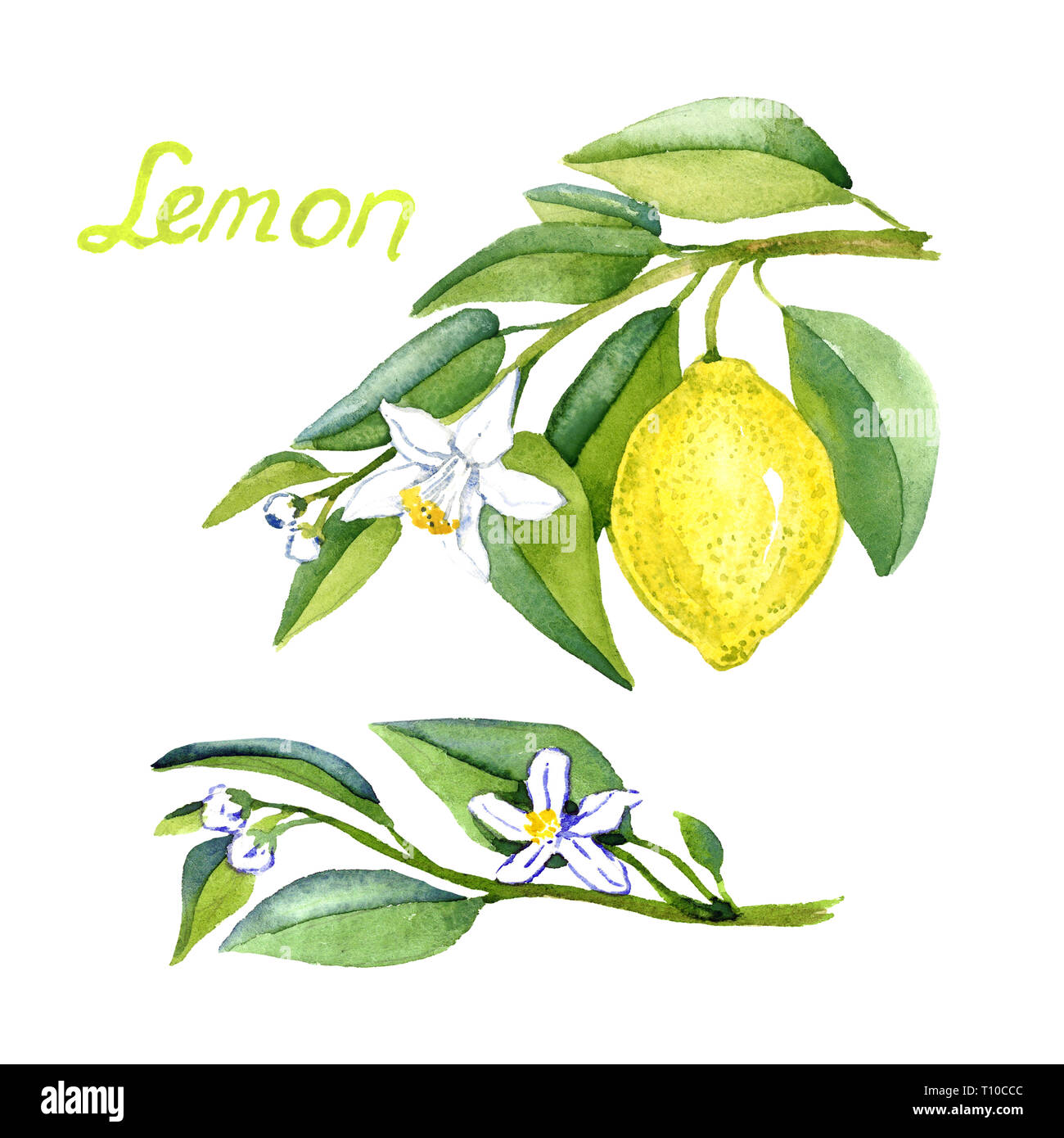 Zitrone Zweige mit Früchten und Blumen, Hand aquarell Bild mit ...