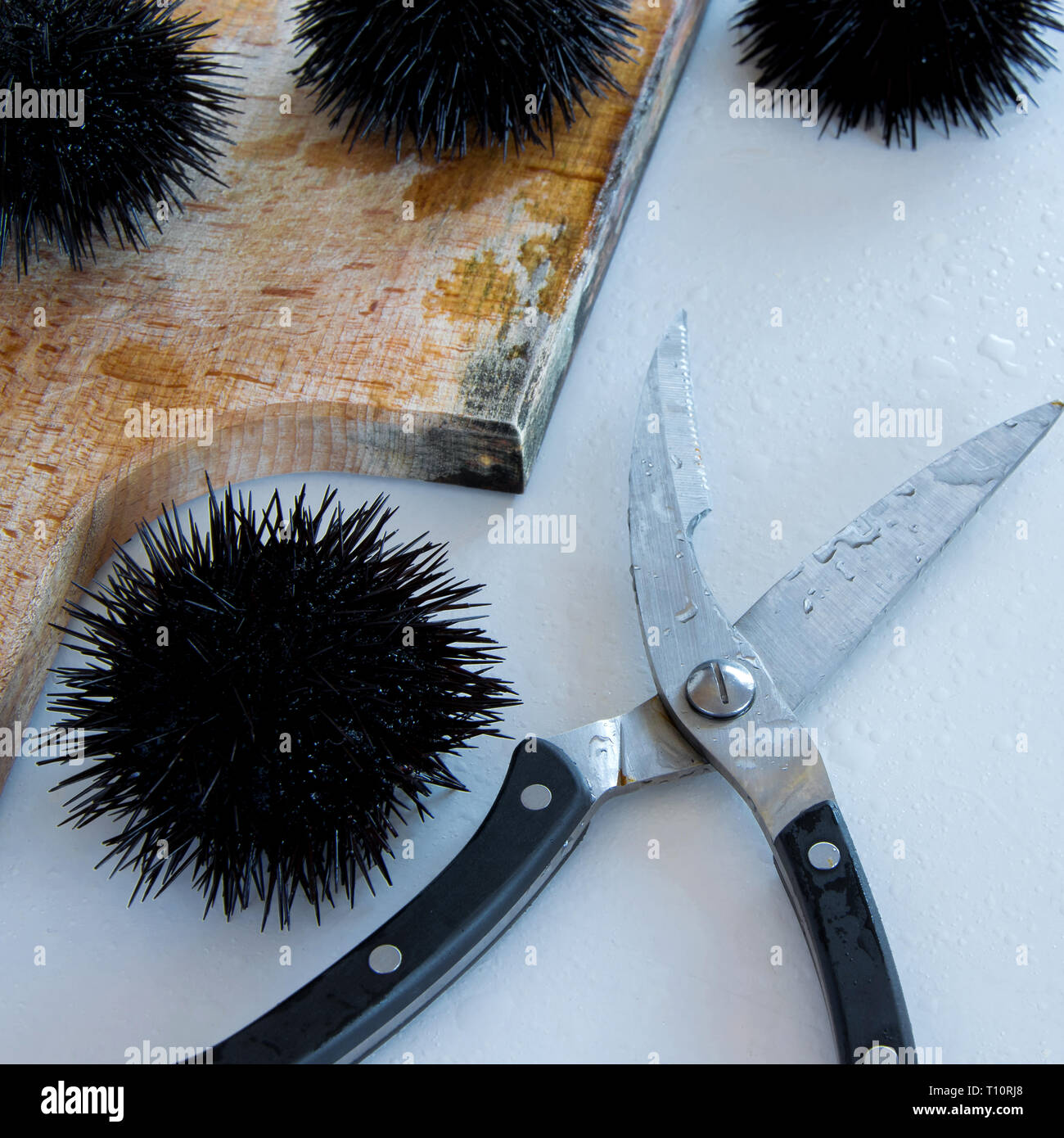 Seeigel essen -Fotos und -Bildmaterial in hoher Auflösung – Alamy