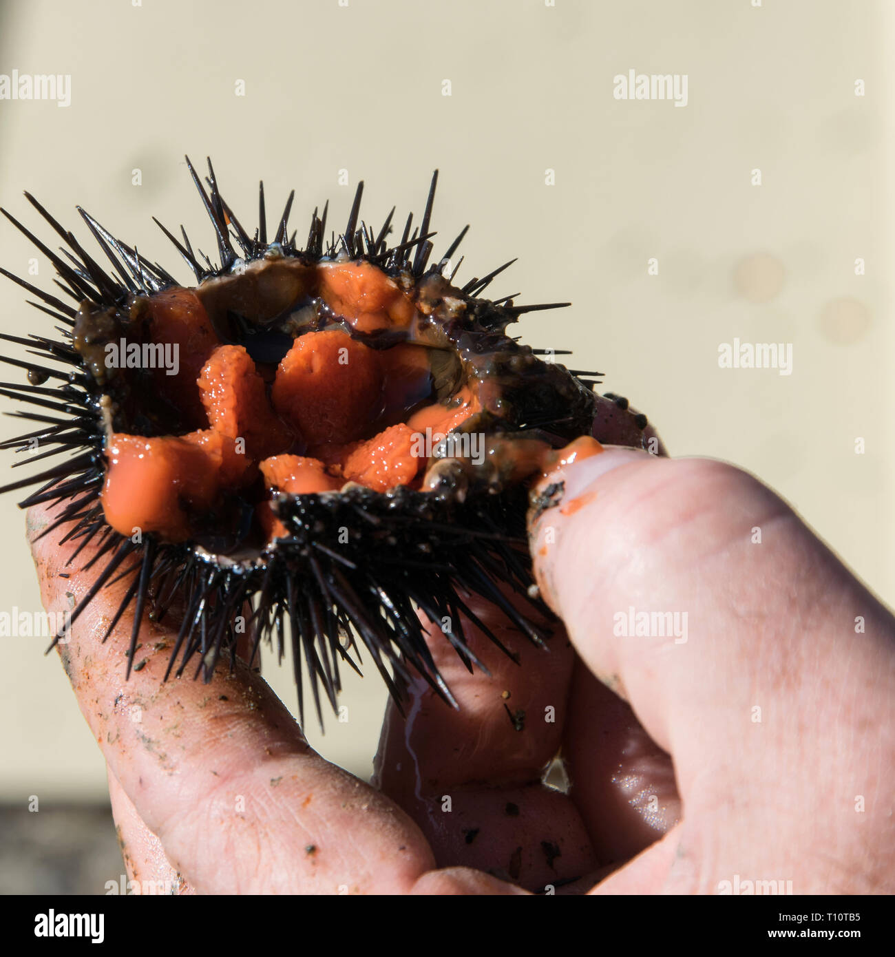 In seeigeln -Fotos und -Bildmaterial in hoher Auflösung – Alamy