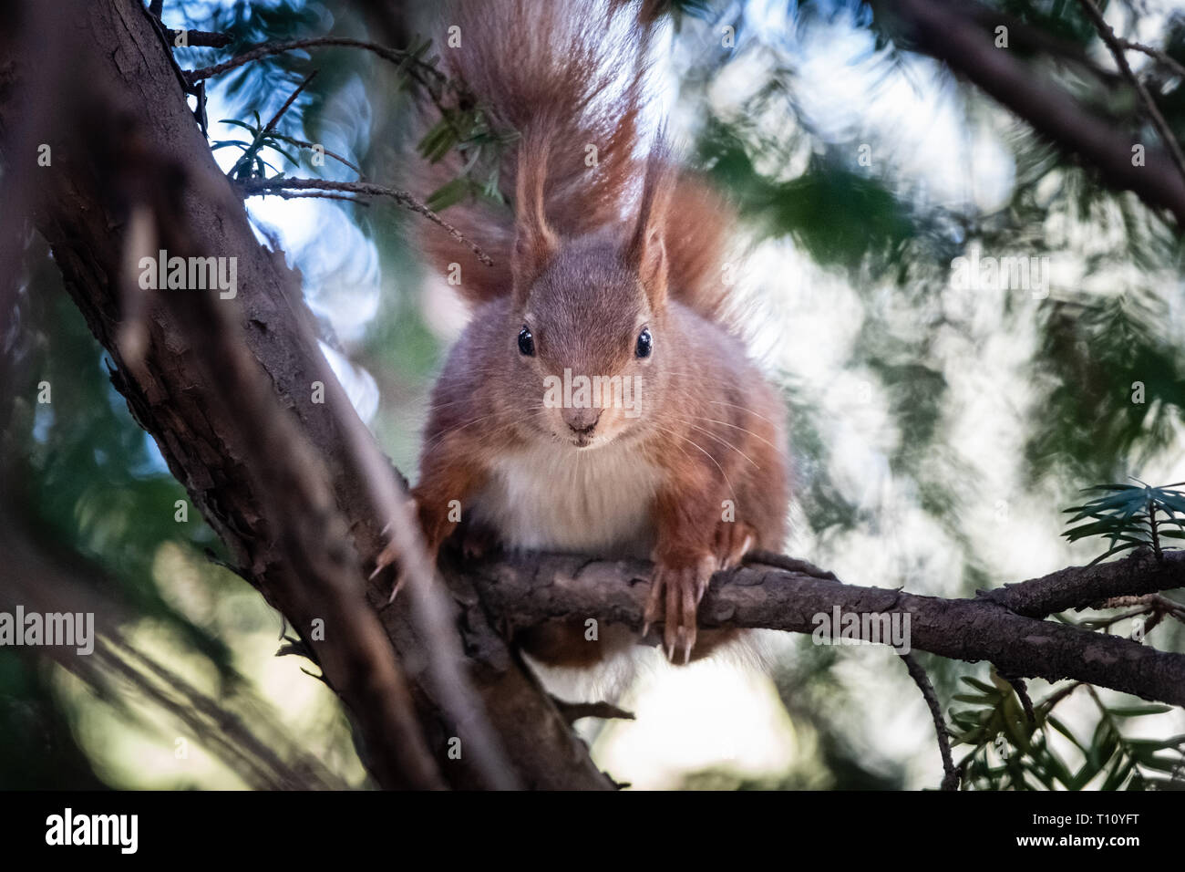 Queue en panache -Fotos und -Bildmaterial in hoher Auflösung – Alamy