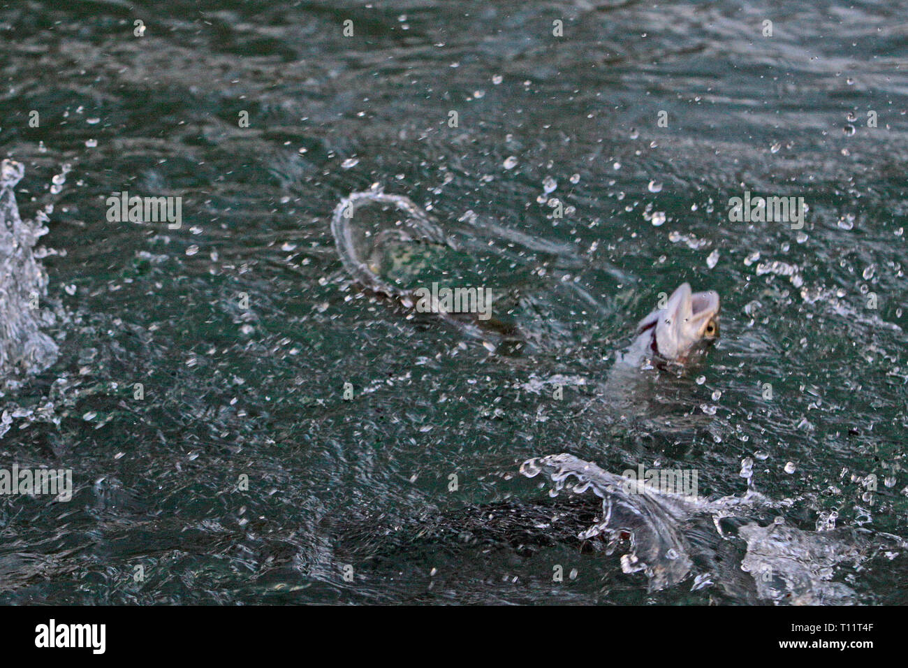 Forelle springt -Fotos und -Bildmaterial in hoher Auflösung – Alamy