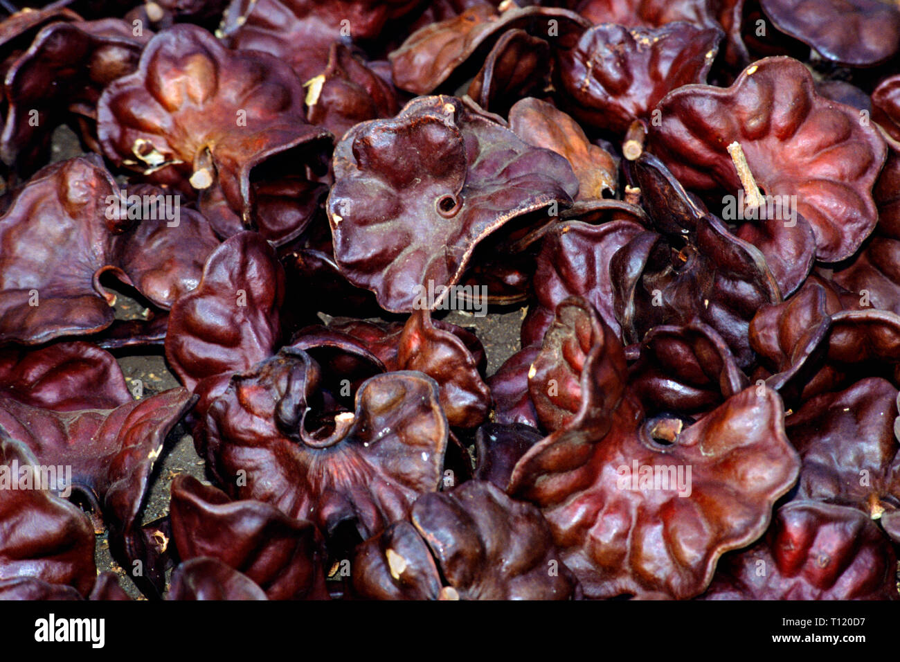 Baum samen muster Stockfotos und -bilder Kaufen - Alamy