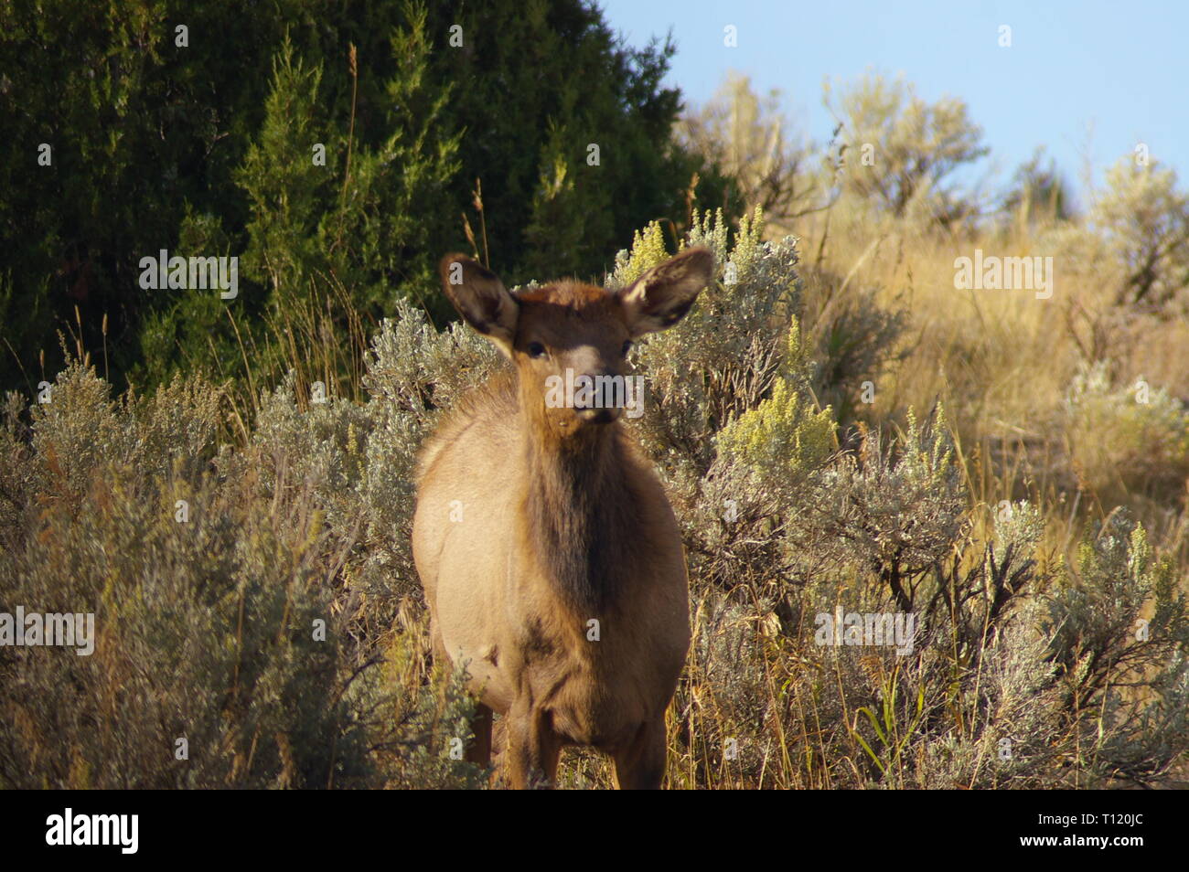 Ohren nach vorne -Fotos und -Bildmaterial in hoher Auflösung – Alamy