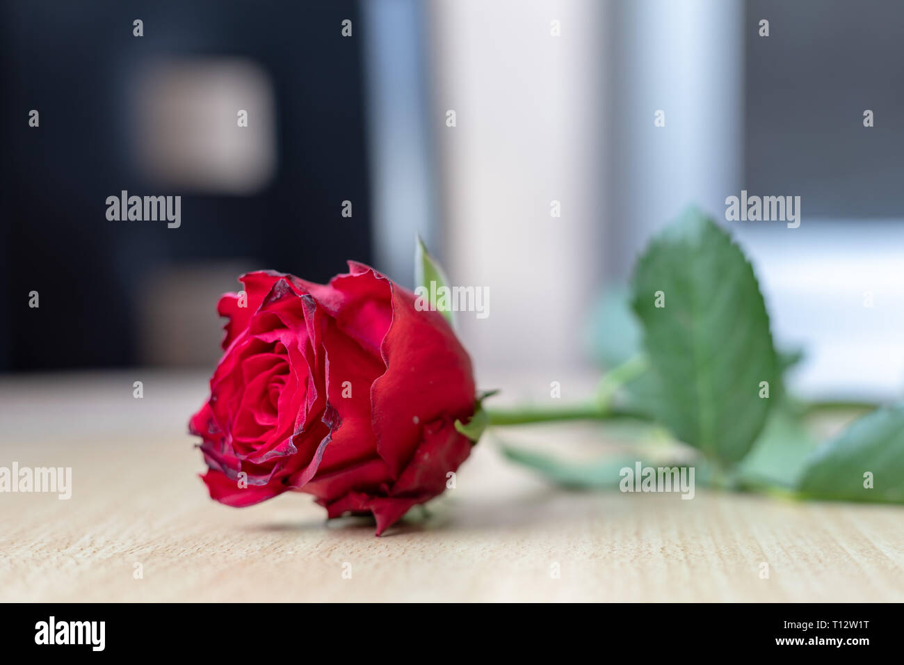 Schöne rote rosen -Fotos und -Bildmaterial in hoher Auflösung – Alamy