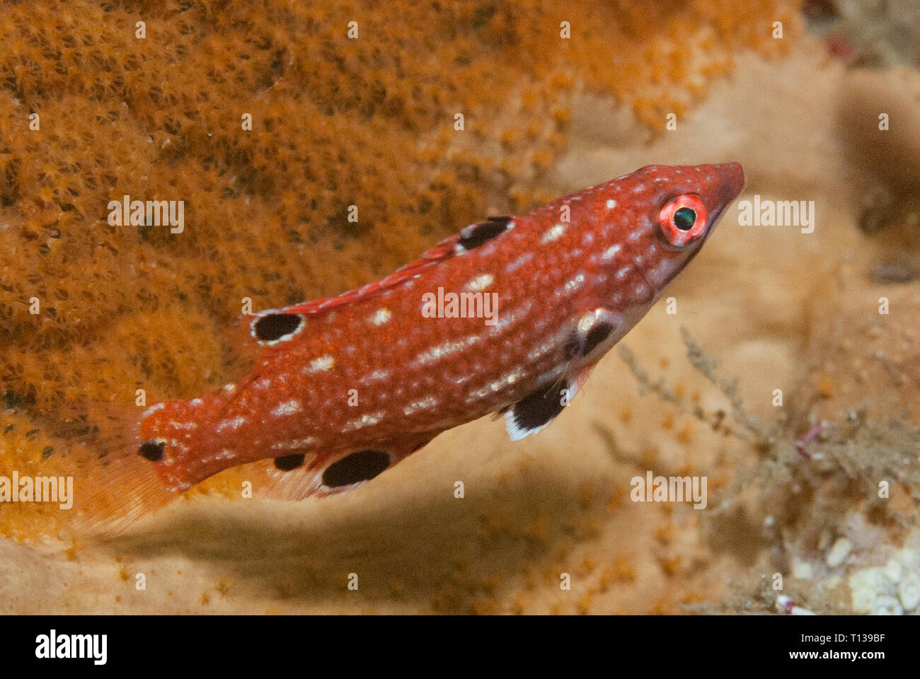 Diana hogfish -Fotos und -Bildmaterial in hoher Auflösung – Alamy