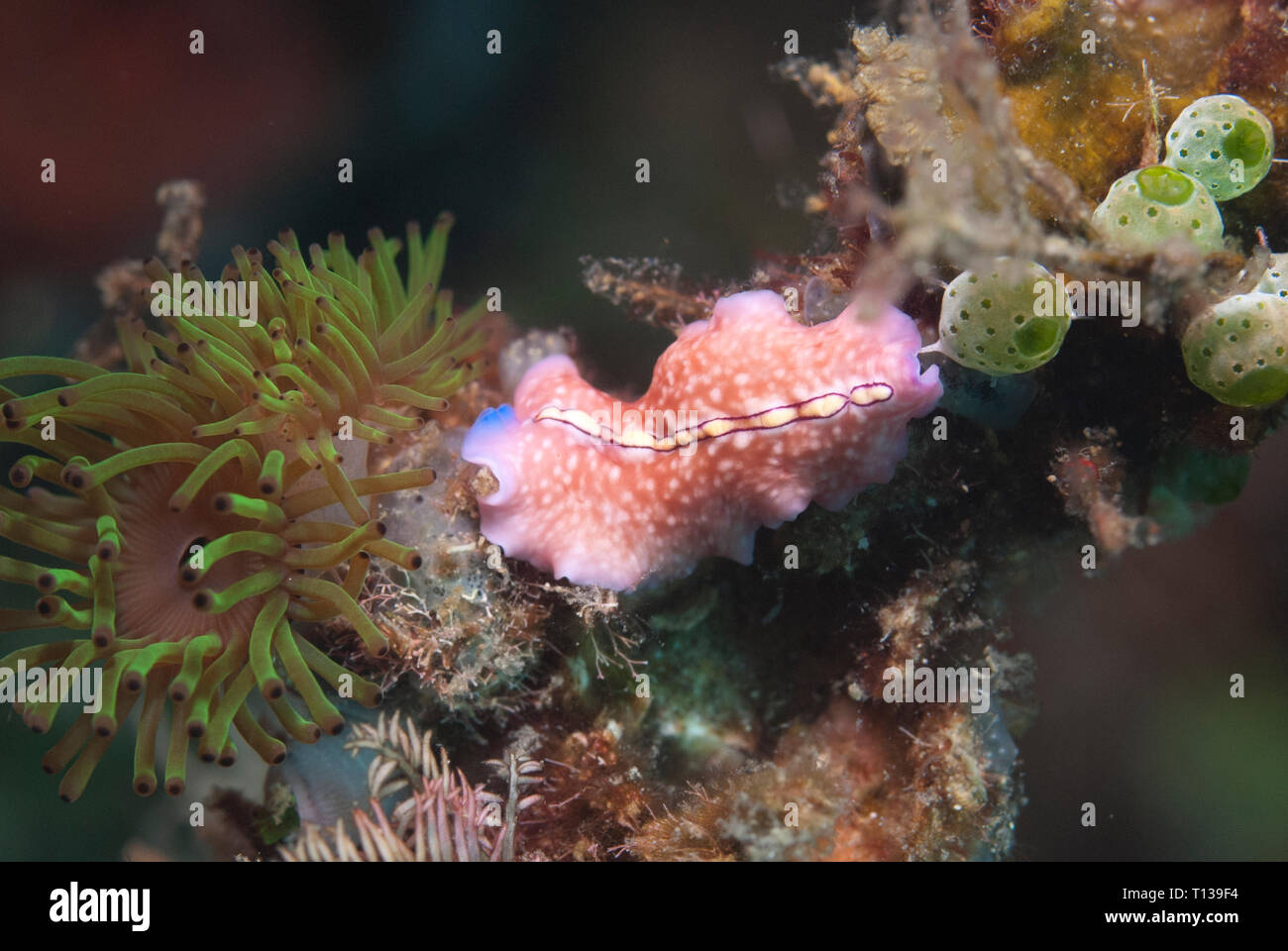 Pseudoceros bifurcus -Fotos und -Bildmaterial in hoher Auflösung – Alamy