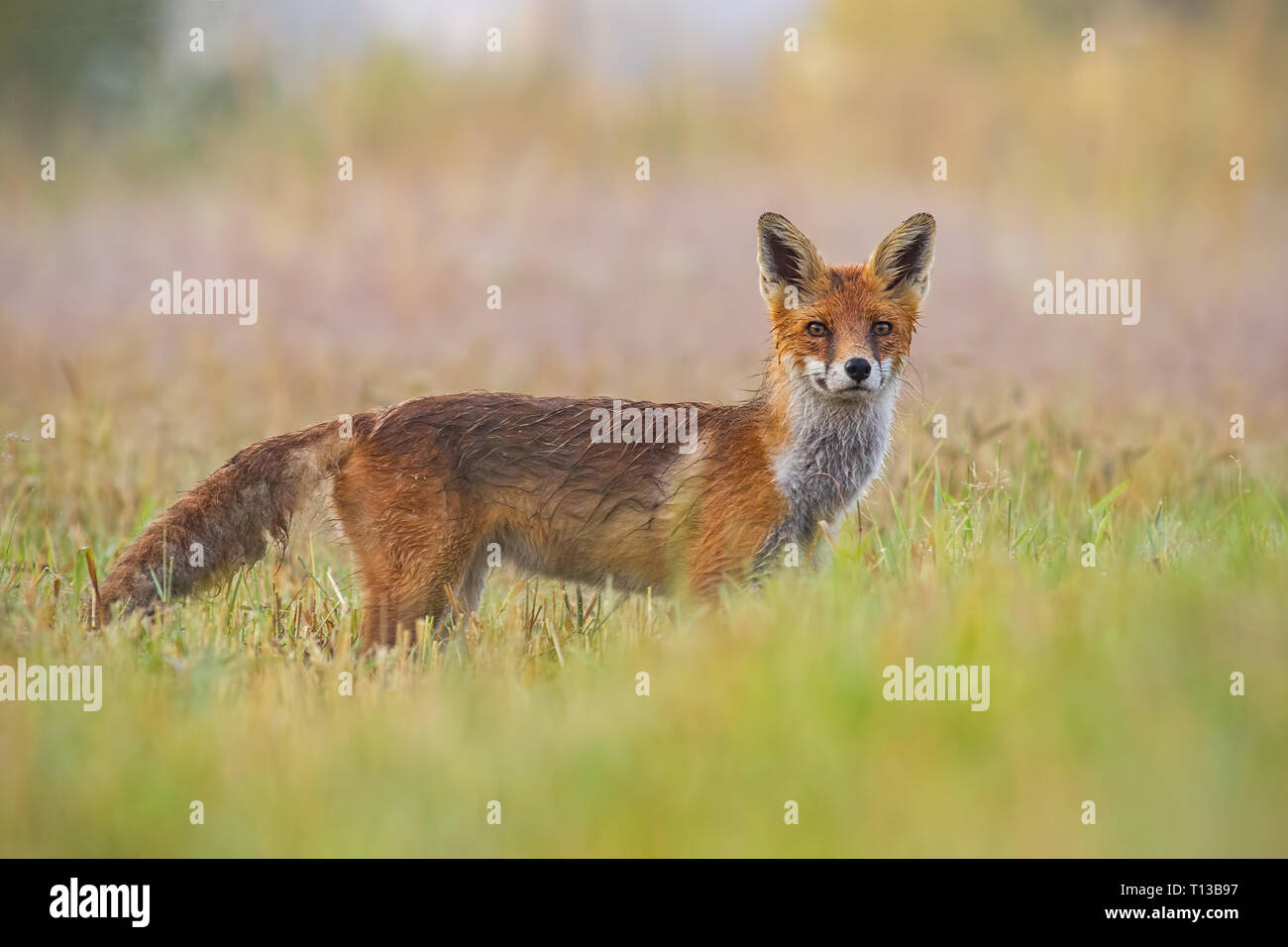 Red fox looking back -Fotos und -Bildmaterial in hoher Auflösung – Alamy
