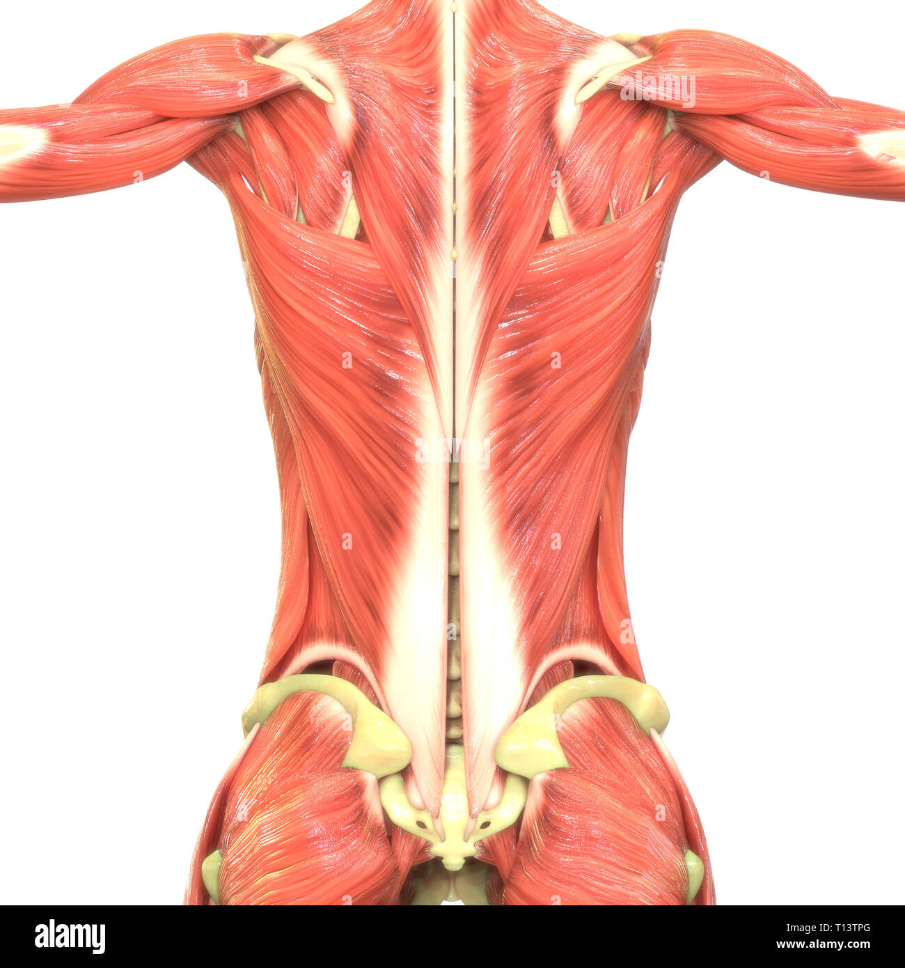 Anatomie muskulatur arm -Fotos und -Bildmaterial in hoher Auflösung ...