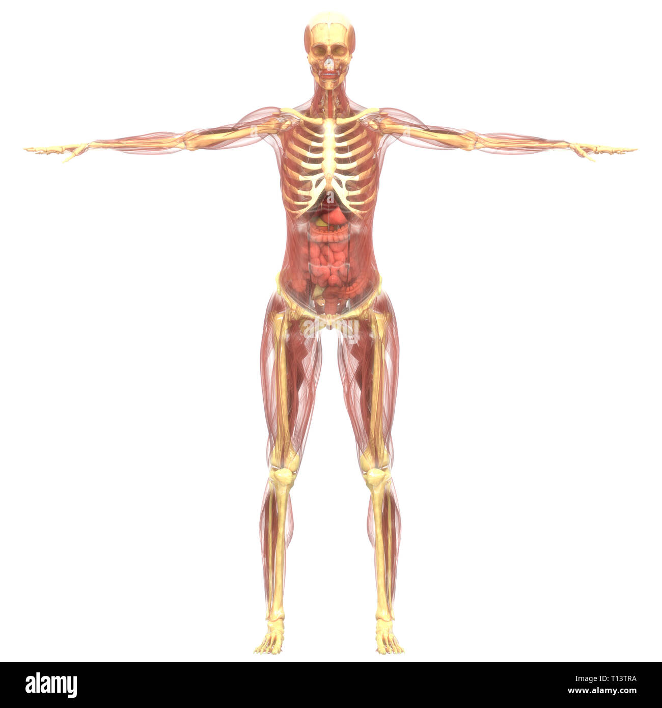 Organe anatomie Ausgeschnittene Stockfotos und -bilder - Alamy