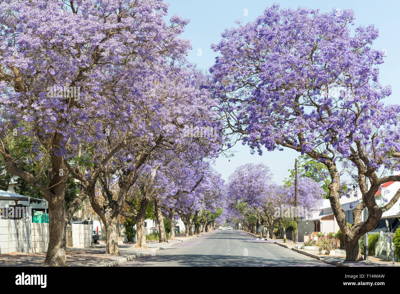 Jacaranda blossom south africa -Fotos und -Bildmaterial in hoher ...