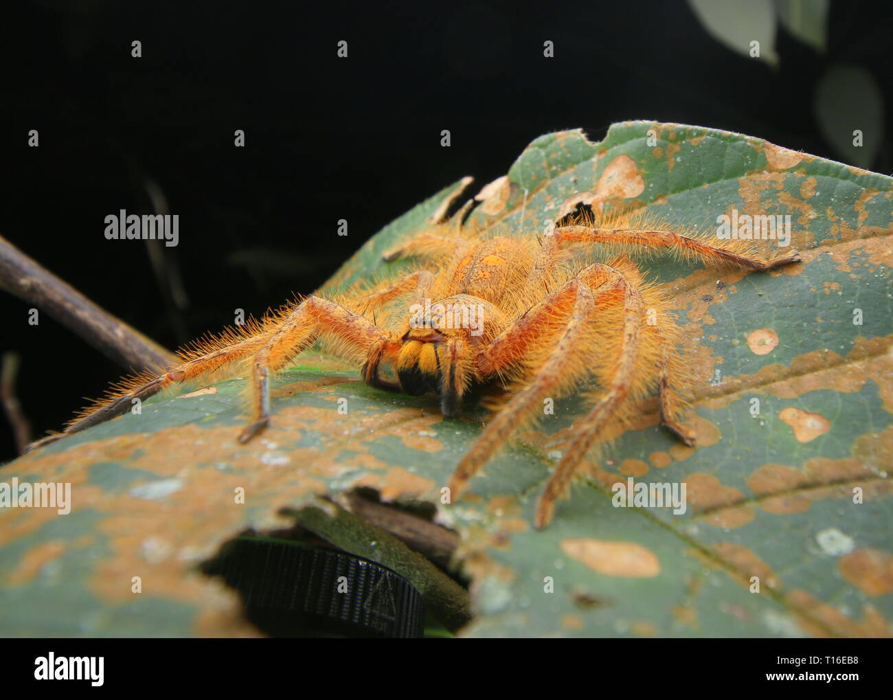 Heteropoda davidbowie -Fotos und -Bildmaterial in hoher Auflösung – Alamy