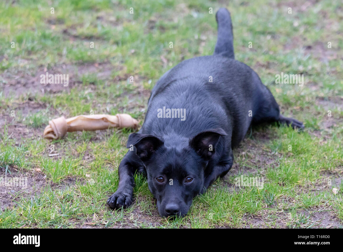 Labrador Mix Stockfotos und -bilder Kaufen - Alamy