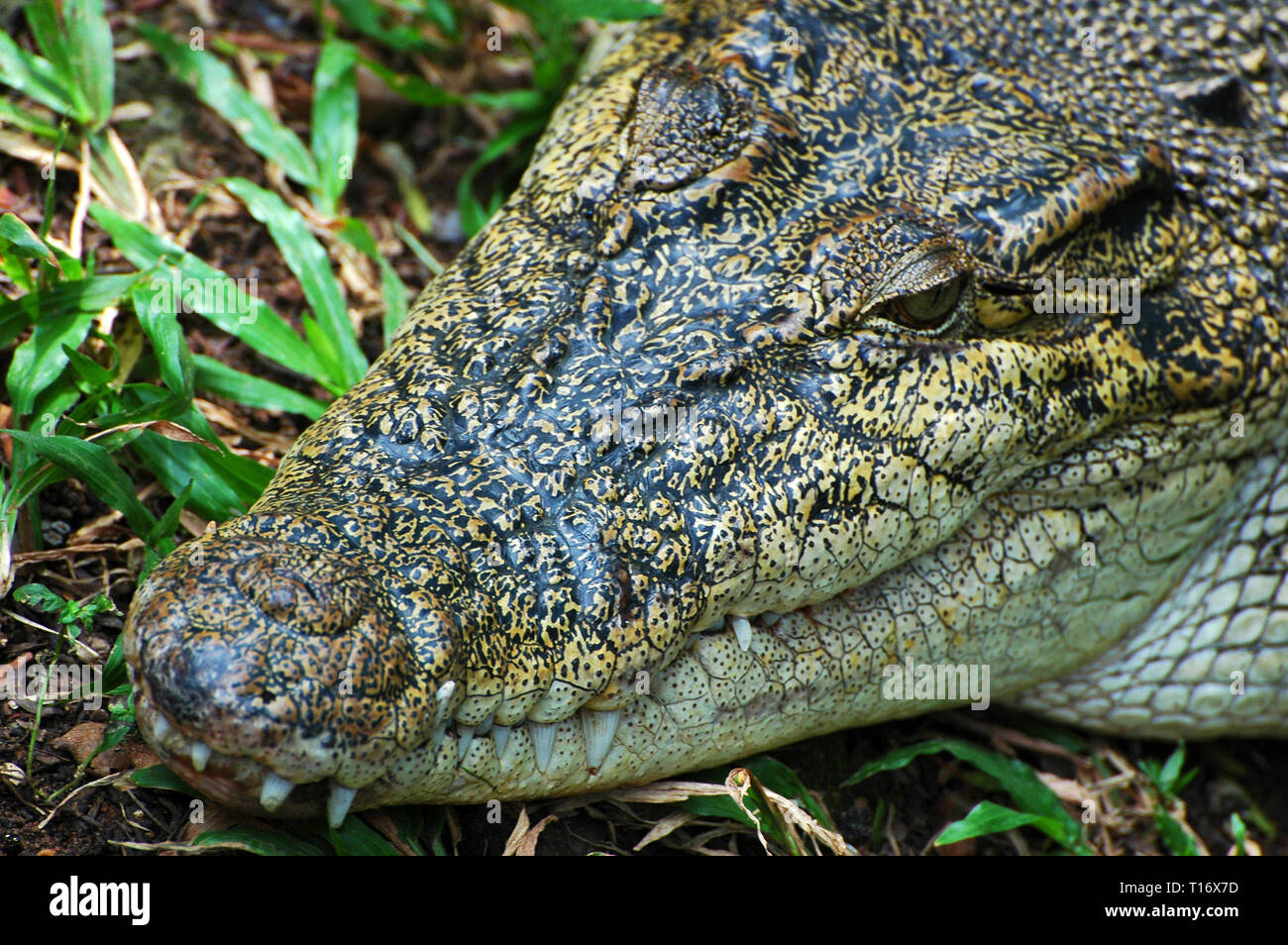 Echte krokodile -Fotos und -Bildmaterial in hoher Auflösung – Alamy