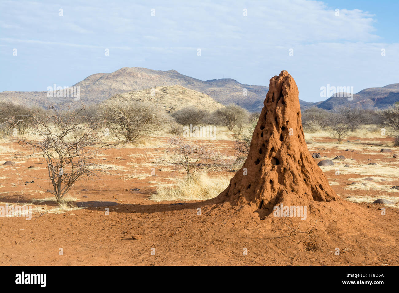 Nester der termiten -Fotos und -Bildmaterial in hoher Auflösung – Alamy