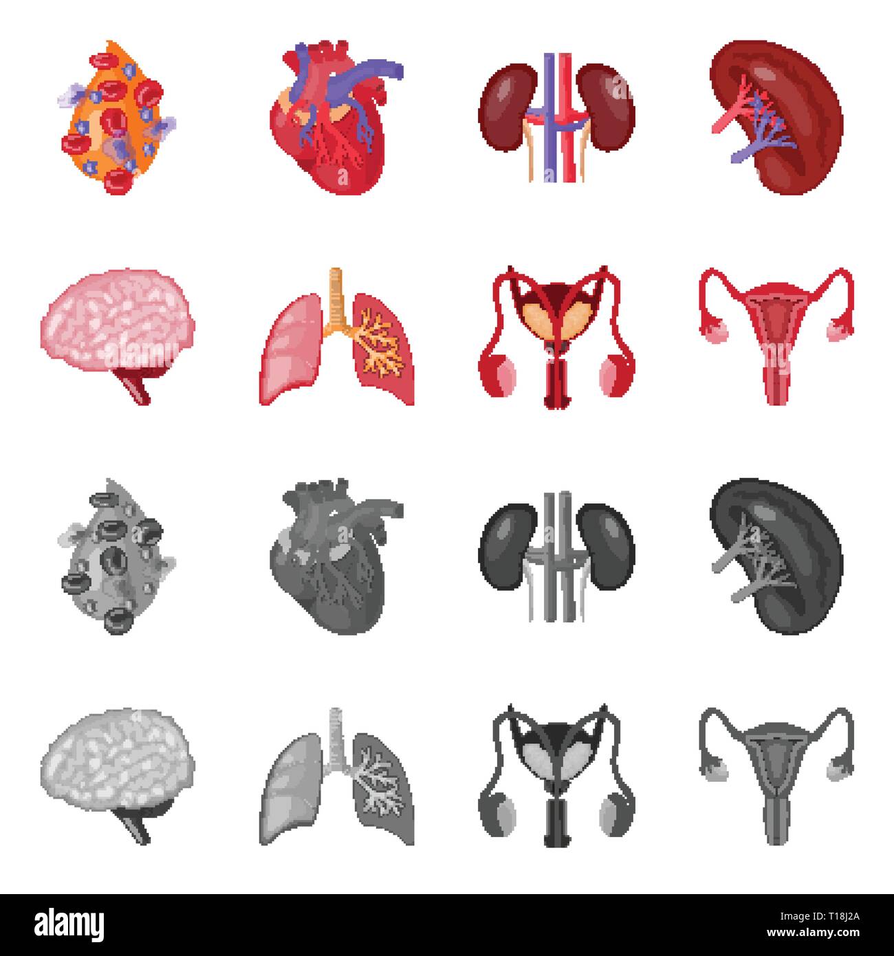 Blut, Herz, Nieren, Gehirn, Lunge, Urin, Plasma, Kardiologie, Geist ...