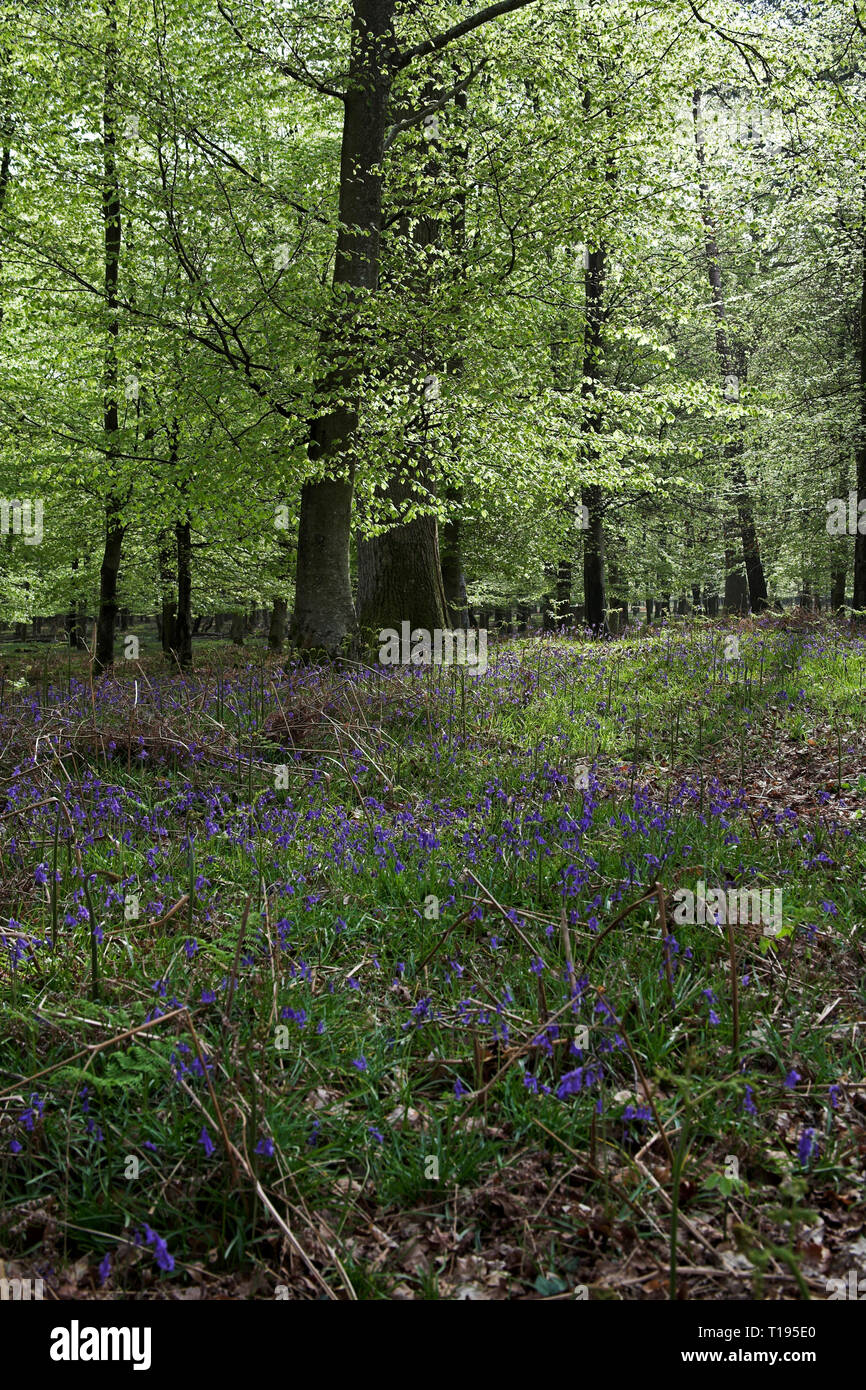 Bluebells Hyacinthoides non-scripta in Buche Fagus sylvatica Woodland ...