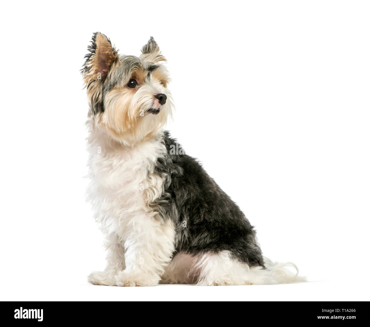 Biewer yorkshire terrier -Fotos und -Bildmaterial in hoher Auflösung ...