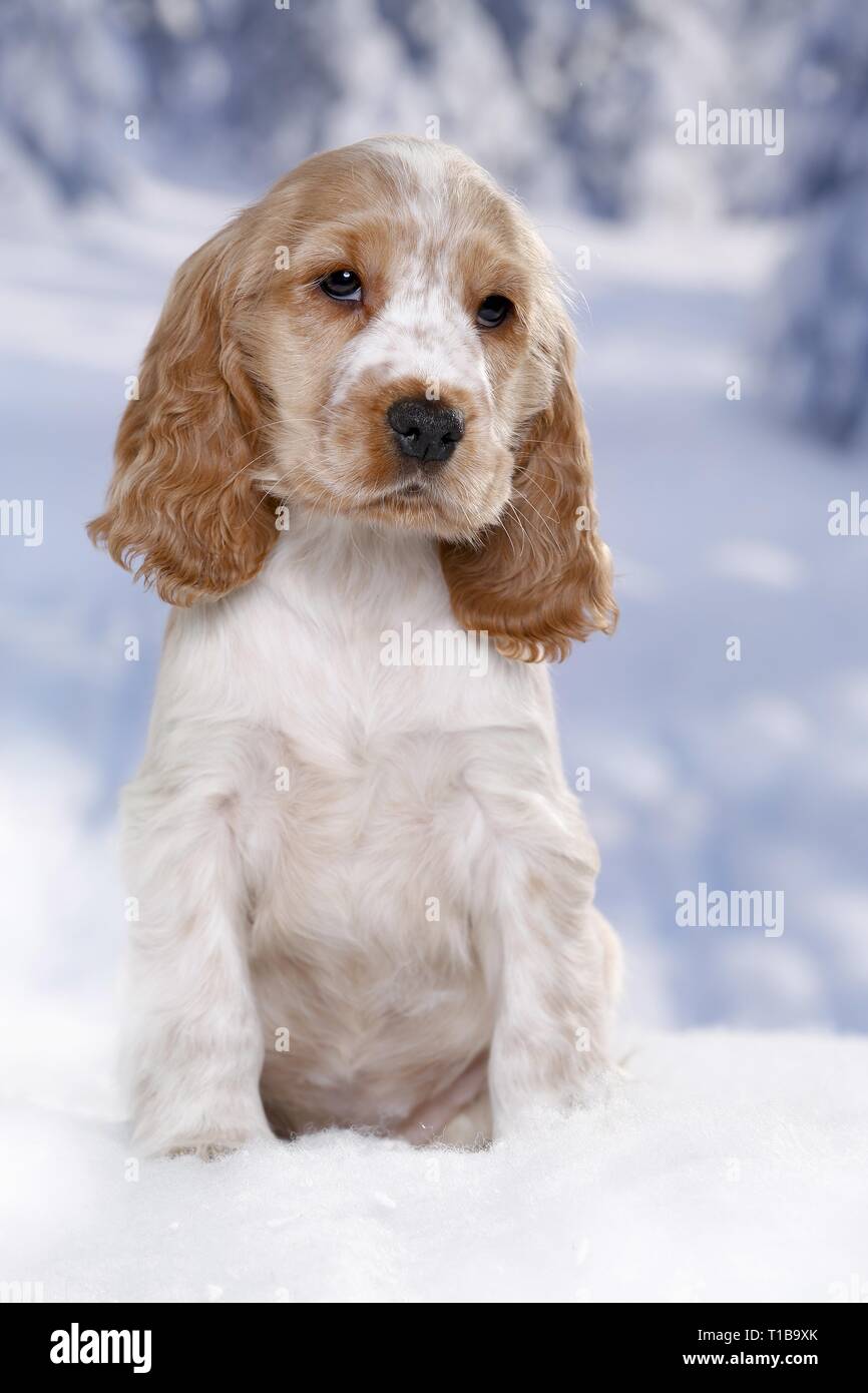 Cocker spaniels winter -Fotos und -Bildmaterial in hoher Auflösung – Alamy