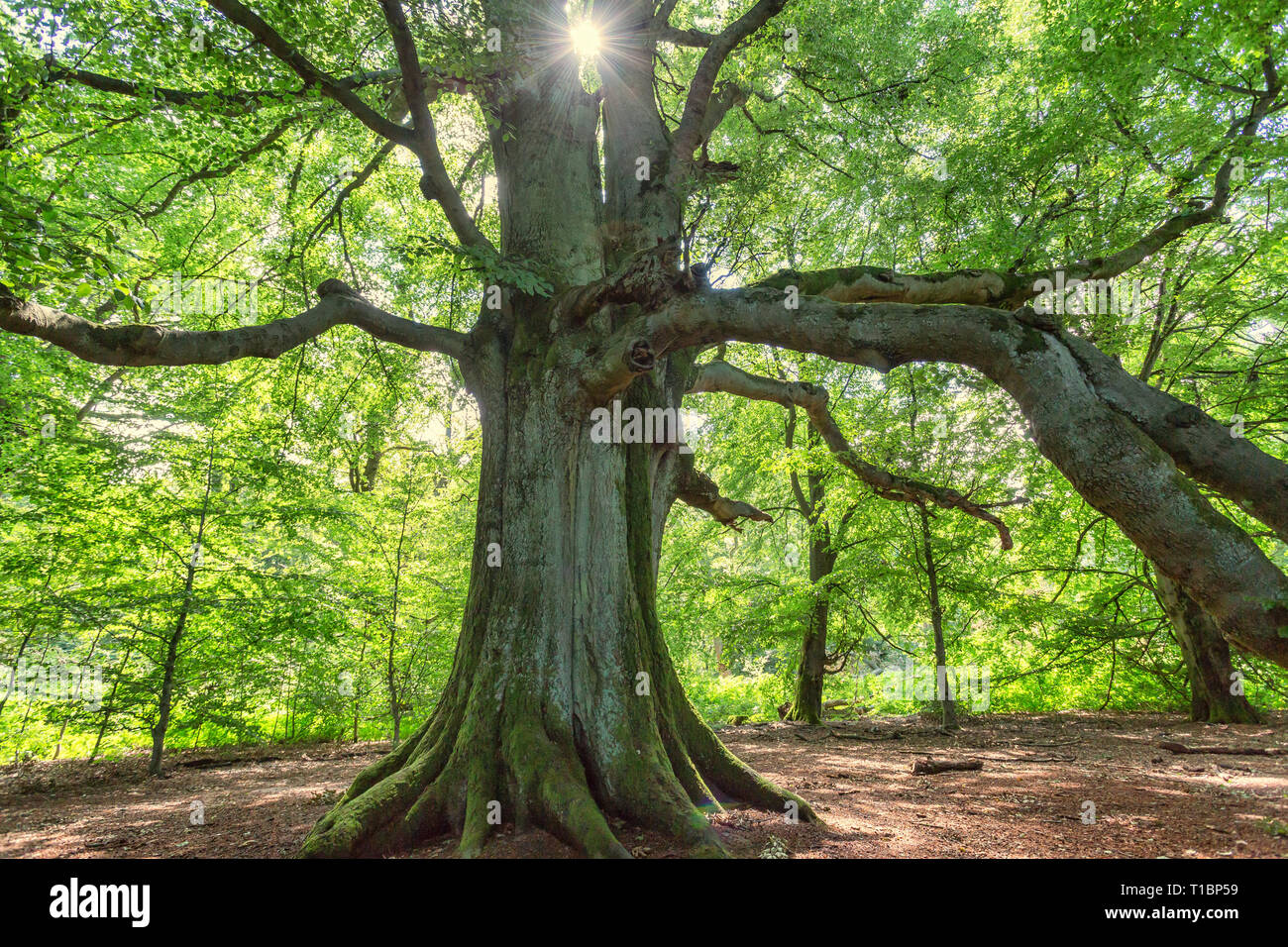 Alte buche mit sonne -Fotos und -Bildmaterial in hoher Auflösung – Alamy
