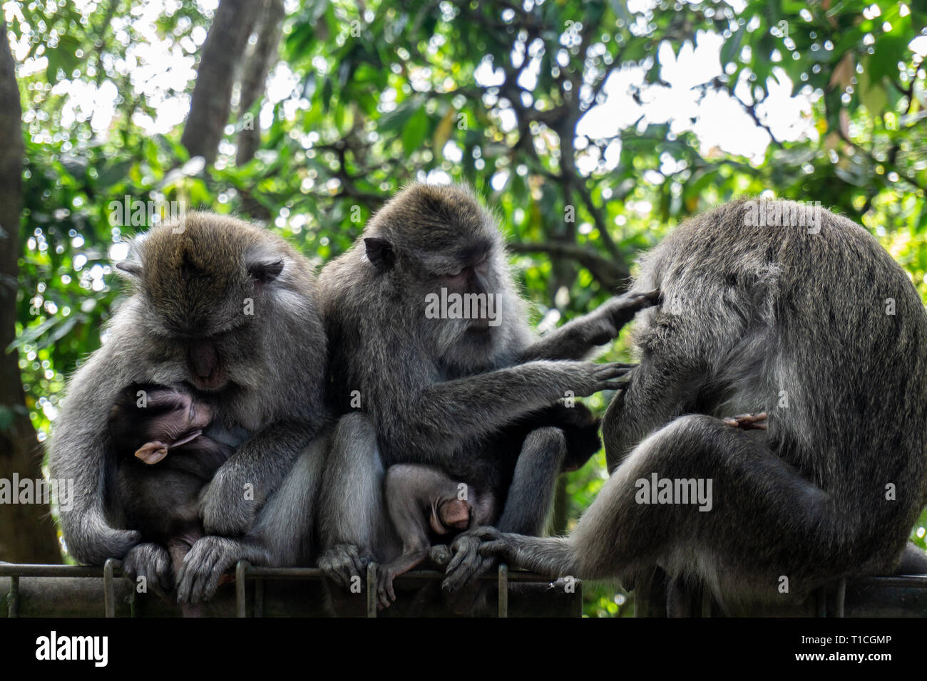 Drei junge affen -Fotos und -Bildmaterial in hoher Auflösung – Alamy