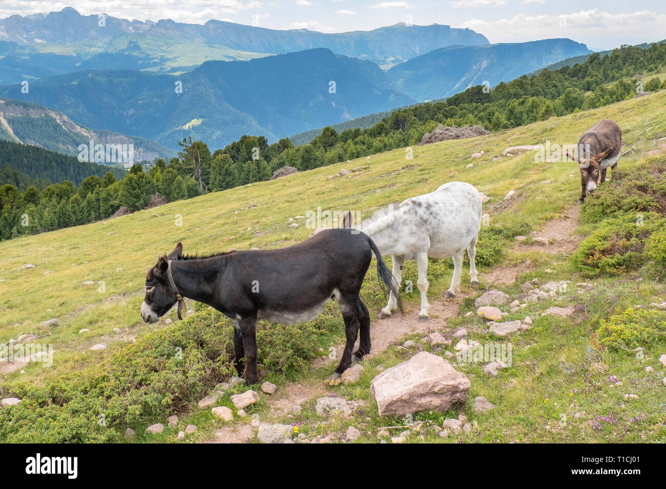 Wandern mit eseln -Fotos und -Bildmaterial in hoher Auflösung – Alamy