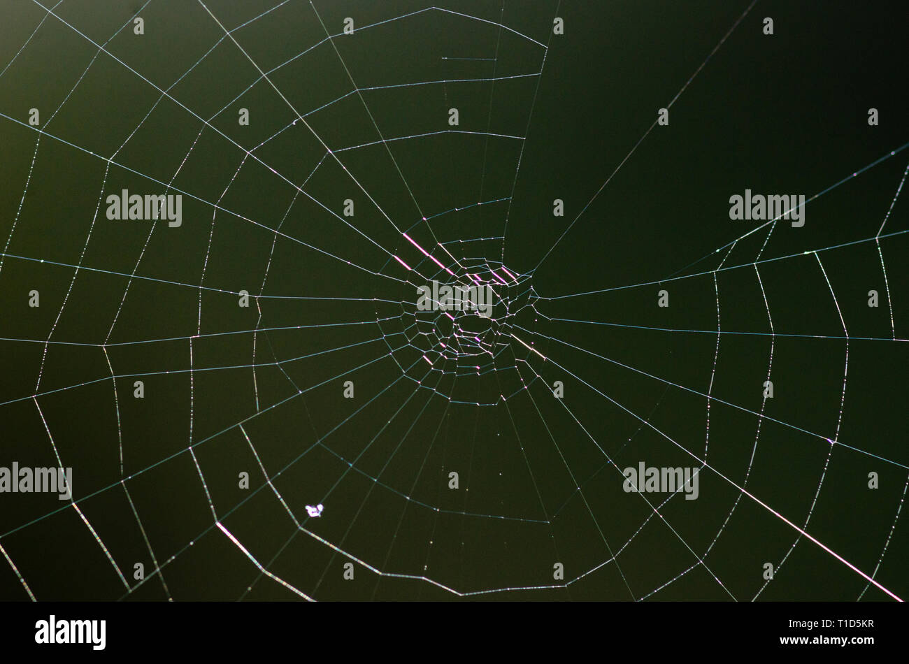 Netz der lebenskunst -Fotos und -Bildmaterial in hoher Auflösung – Alamy