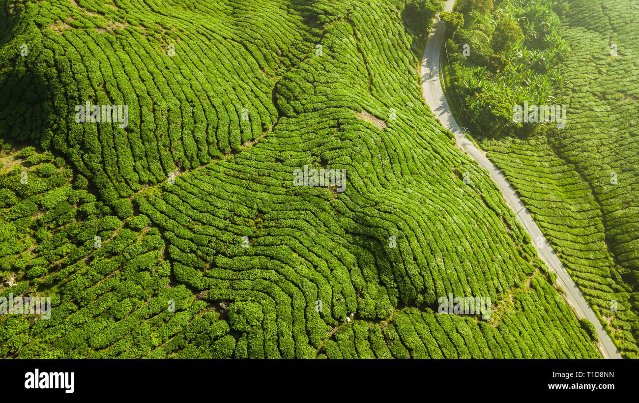 Plantage luftbild -Fotos und -Bildmaterial in hoher Auflösung – Alamy