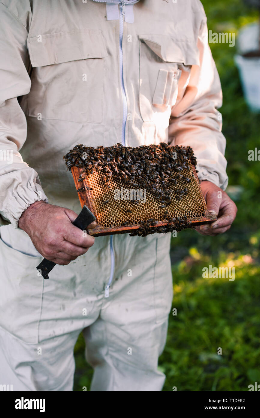 Imker arbeiten im Bienenhaus, die Waben mit Bienen und Honig aus dem ...
