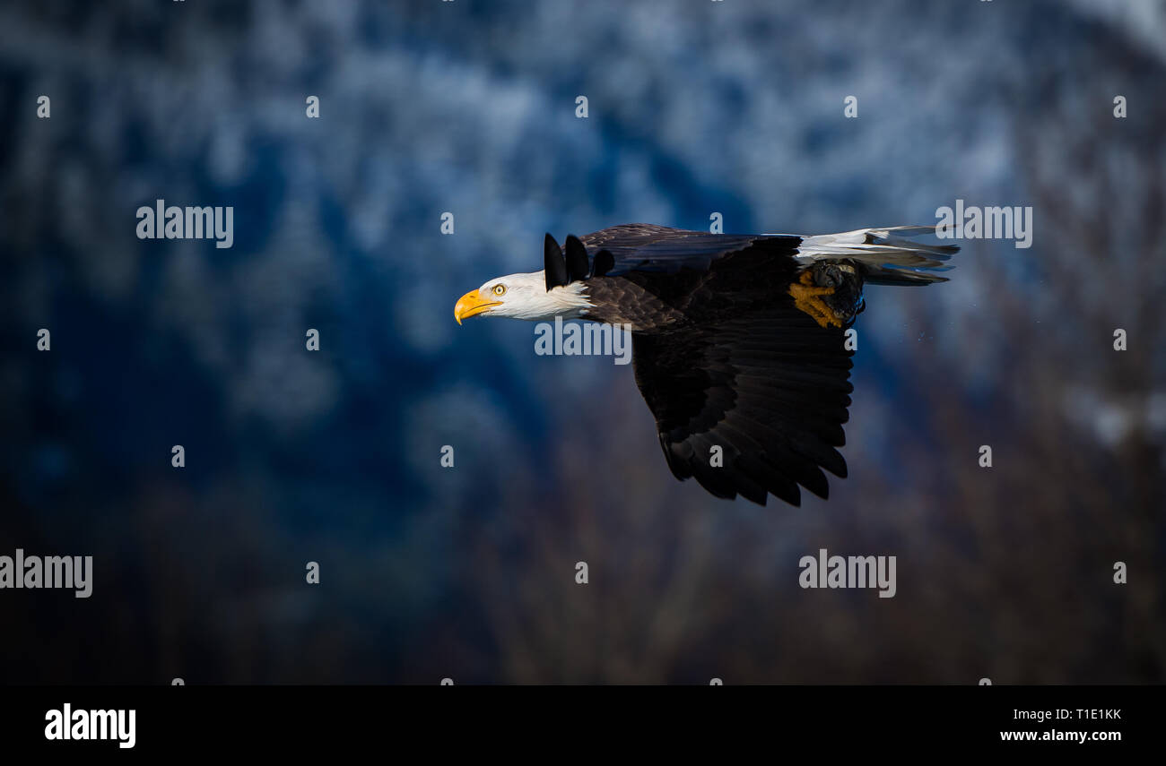 Squamish nordamerika -Fotos und -Bildmaterial in hoher Auflösung – Alamy