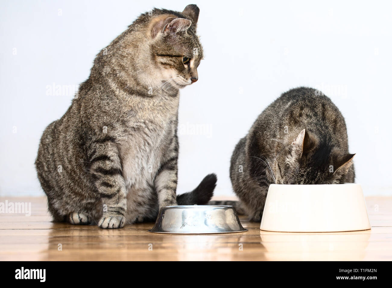 Katzen essen -Fotos und -Bildmaterial in hoher Auflösung – Alamy