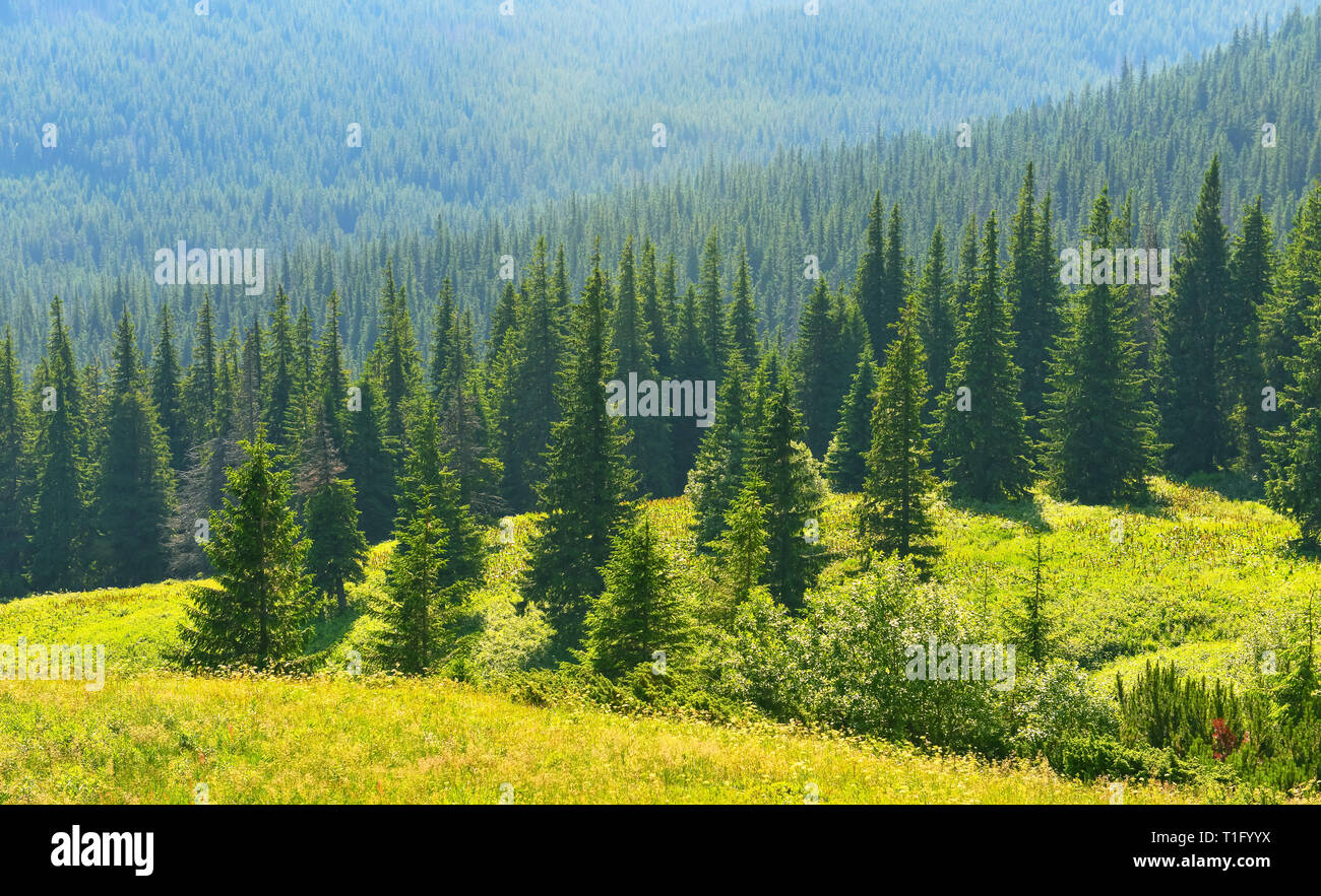 Nadelbaum wald -Fotos und -Bildmaterial in hoher Auflösung – Alamy