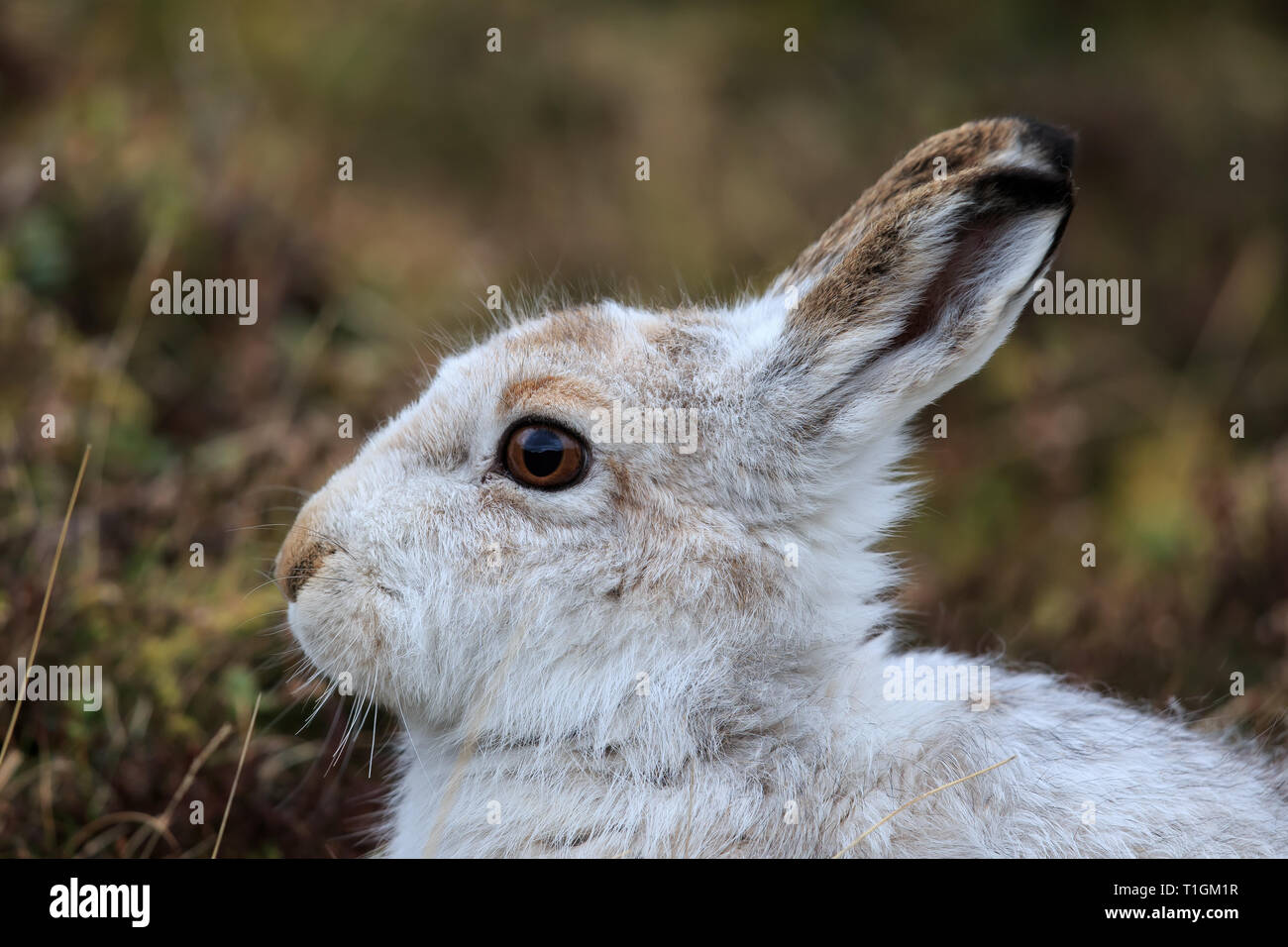 Der Schneehase, auch als weisser Hase, Schneehase, alpine Hase bekannt ...