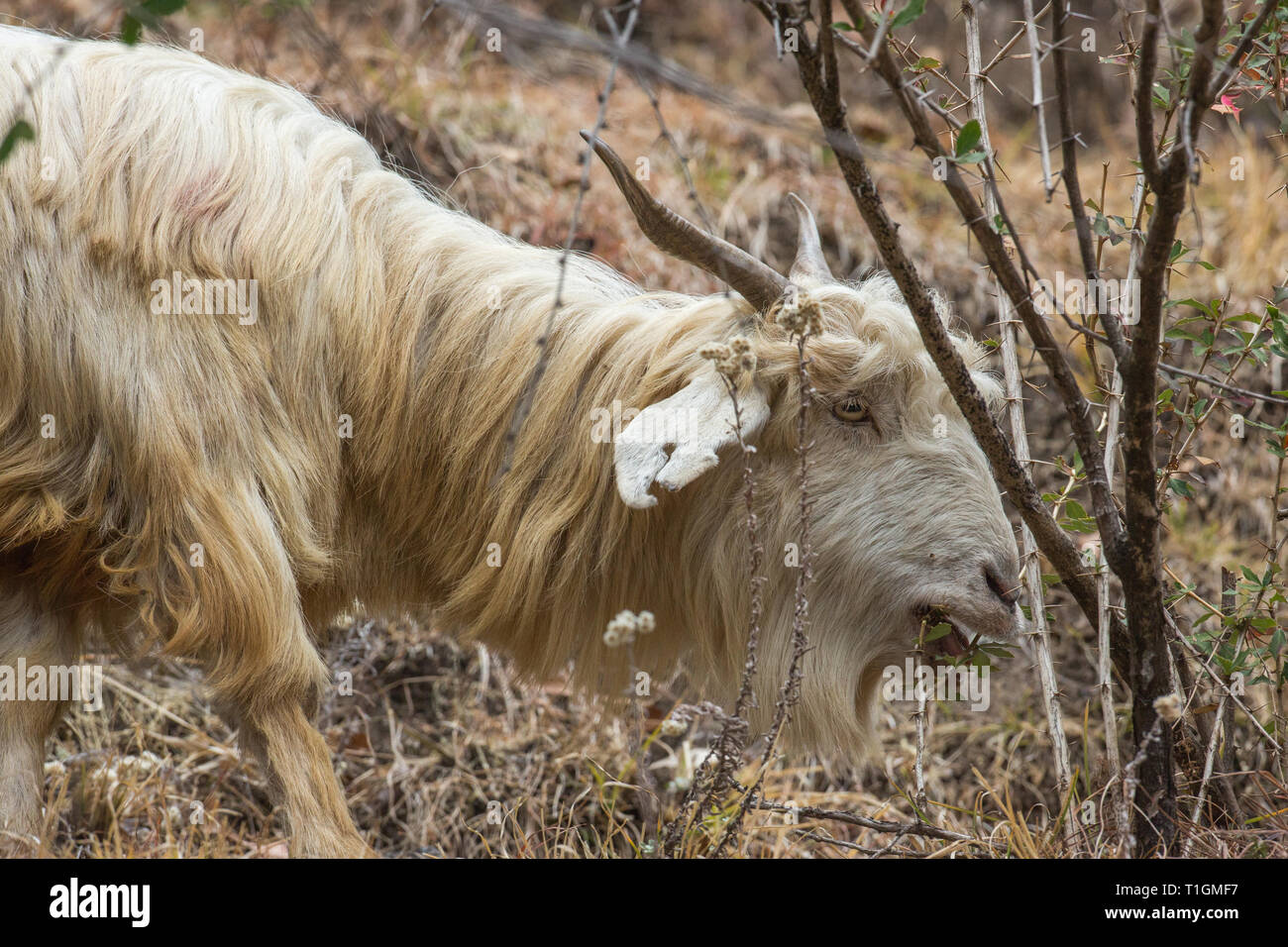 Ziege von der seite -Fotos und -Bildmaterial in hoher Auflösung – Alamy