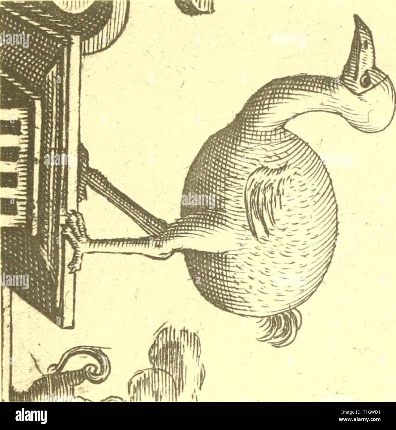 Dodo - studiën Naar aanleiding van de Dodo - studiën. Naar aanleiding ...