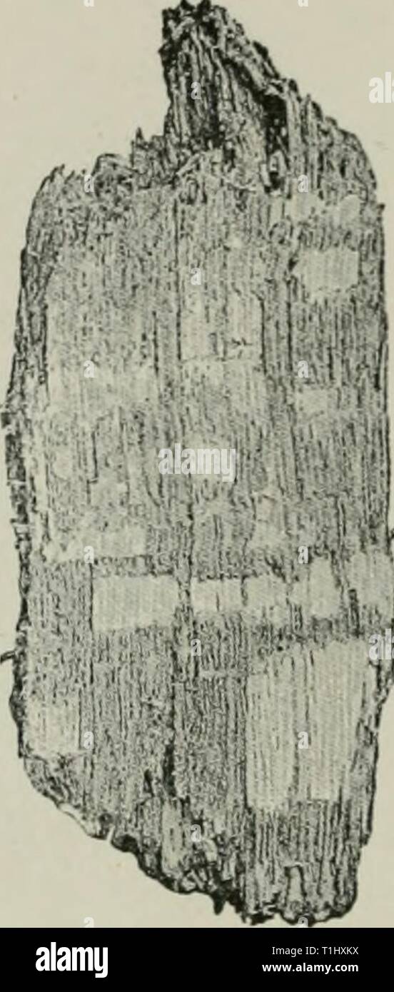 Dryadeus -Fotos und -Bildmaterial in hoher Auflösung – Alamy