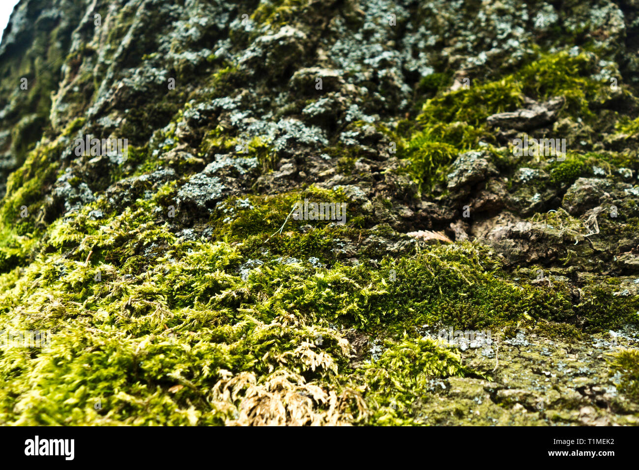 Hautnah Baum Stockfotos und -bilder Kaufen - Alamy