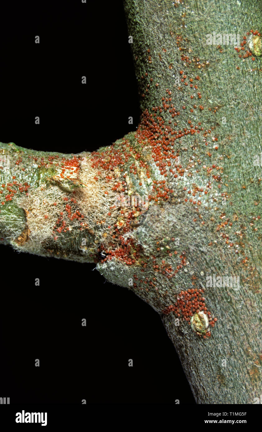 Roter spinnenmilbenfruchtbaum -Fotos und -Bildmaterial in hoher ...