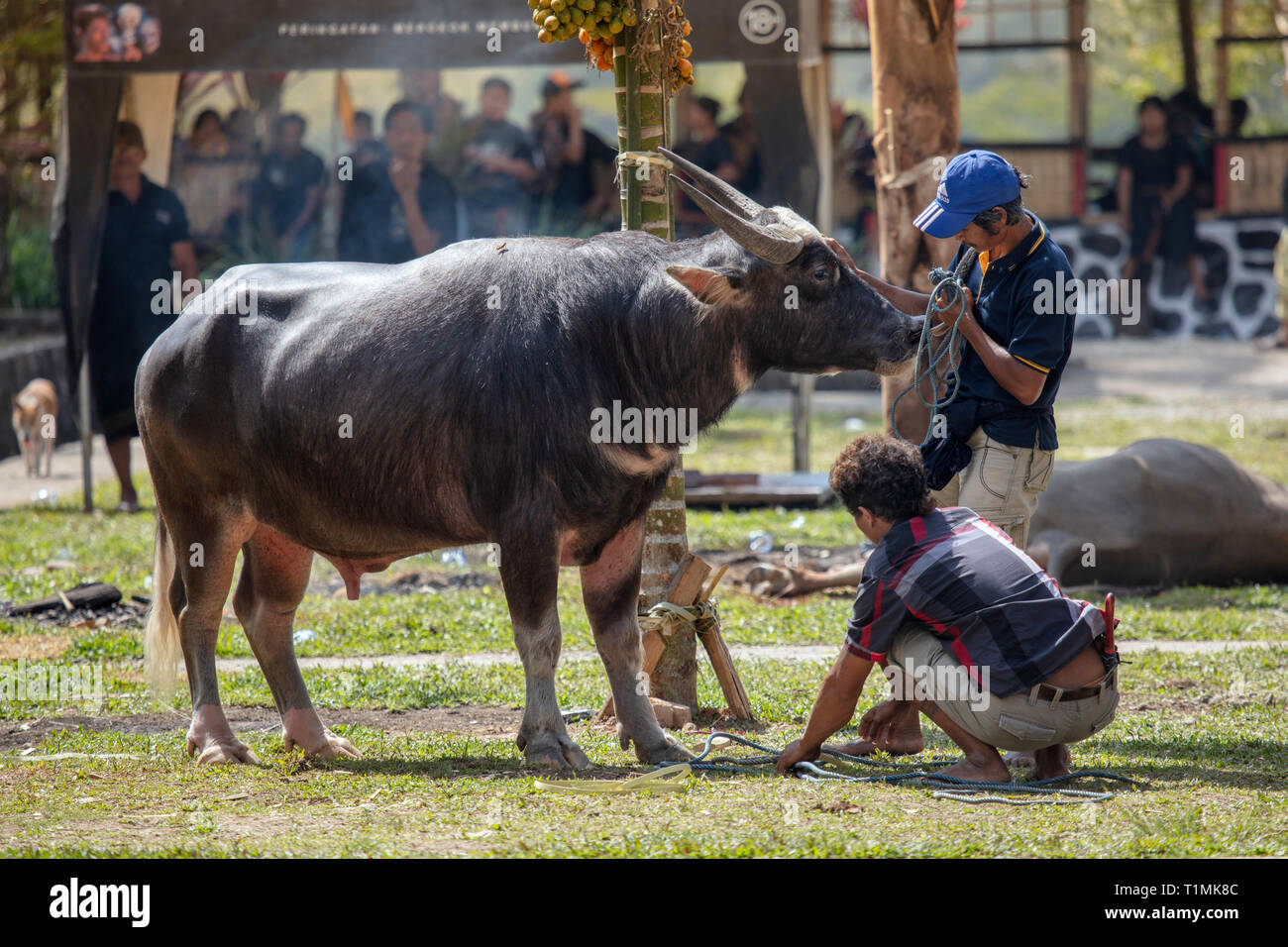 Ein Büffel Opfer bei einer Beerdigungszeremonie in Tana Toraja, Sulawesi, Indonesien ...