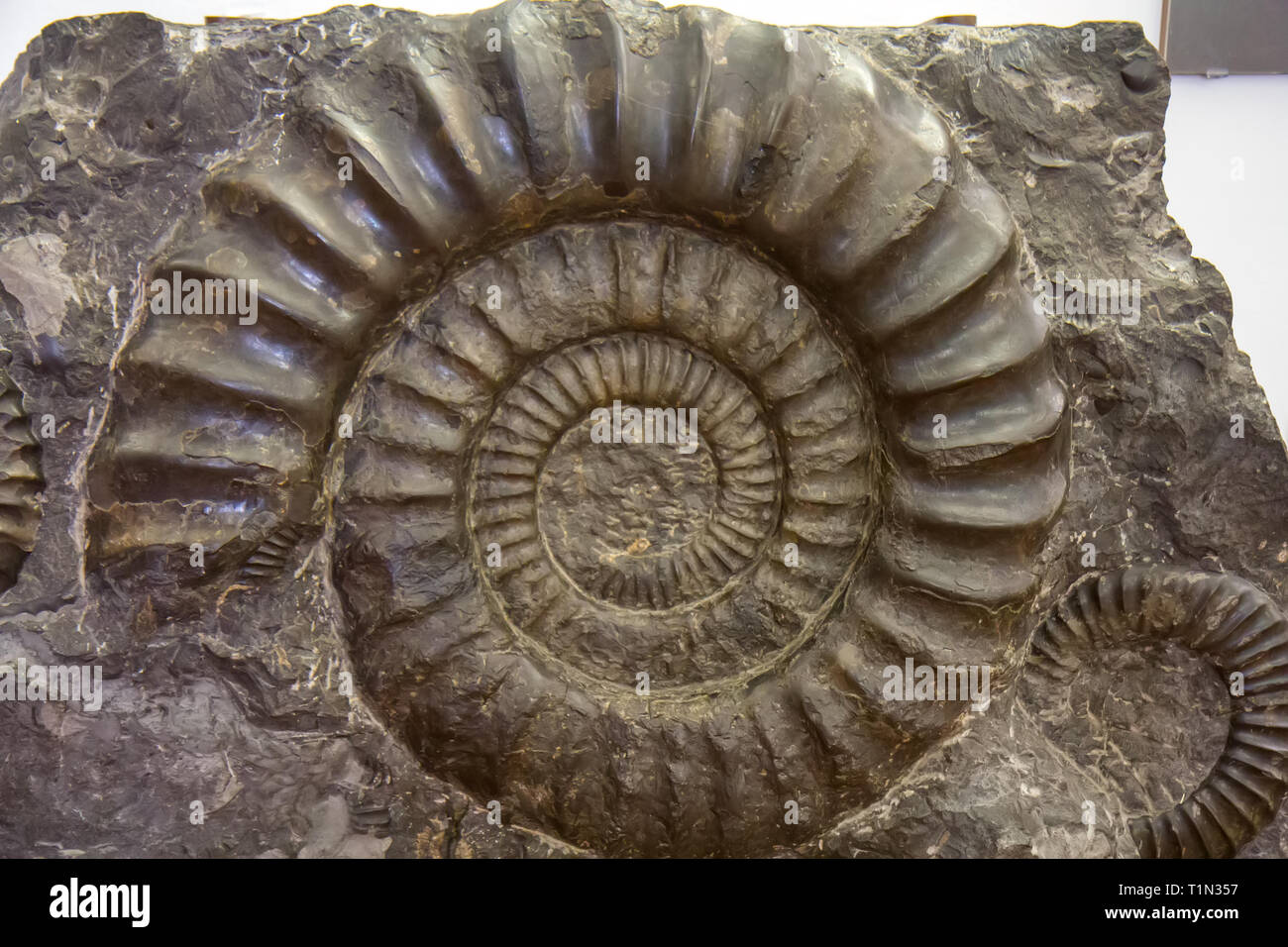 Ammoniten im kalkstein -Fotos und -Bildmaterial in hoher Auflösung – Alamy