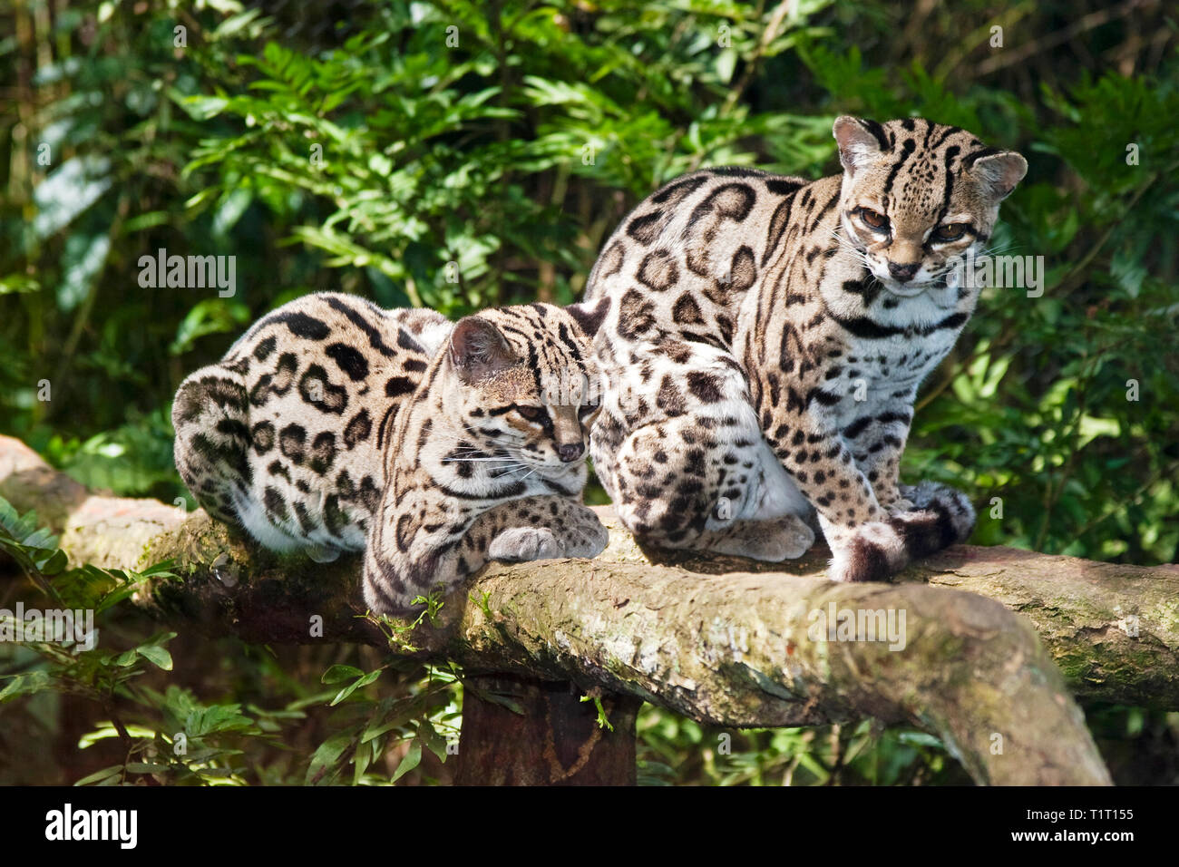 Baum ozelot -Fotos und -Bildmaterial in hoher Auflösung – Alamy