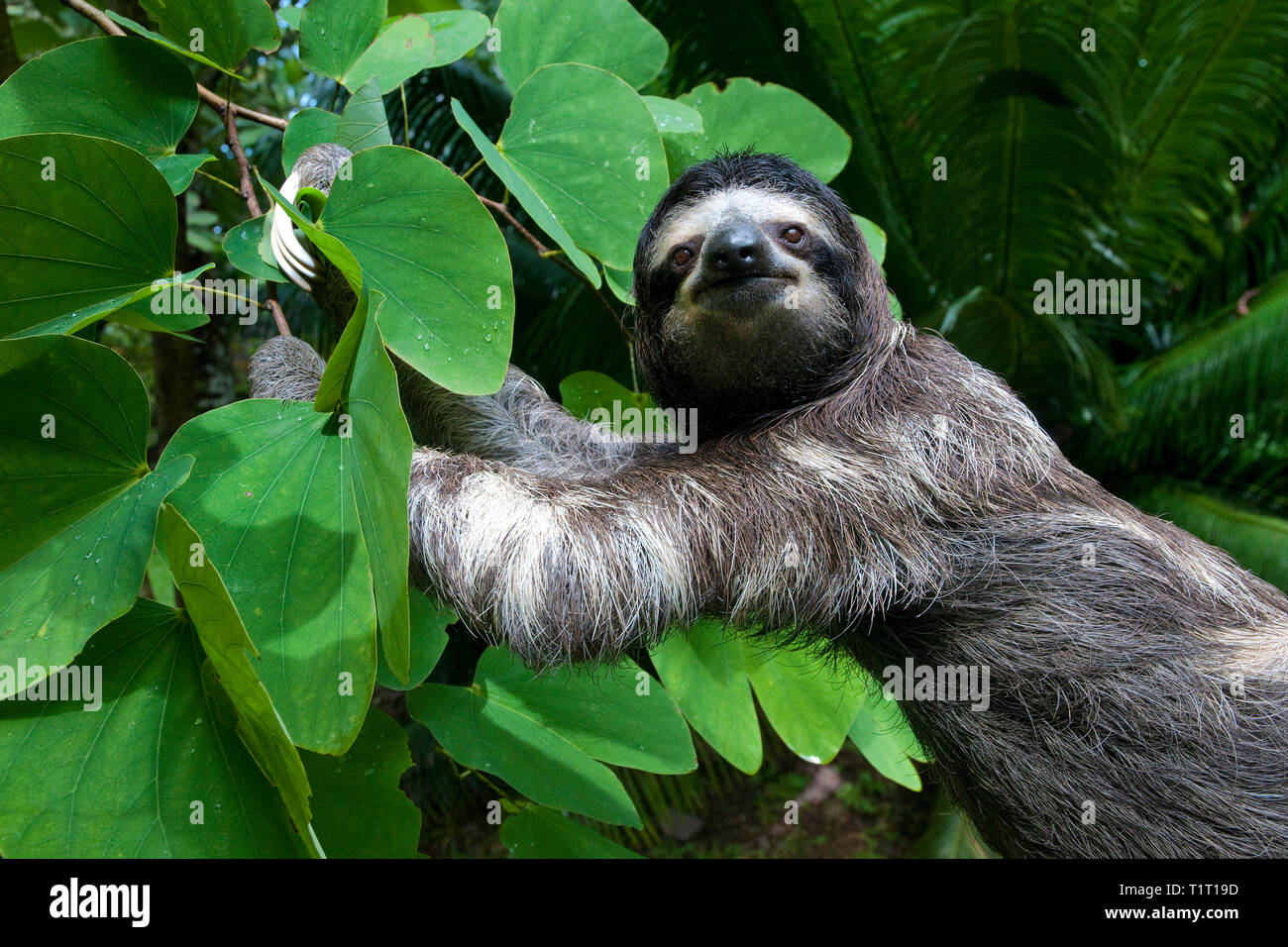 Braunes throated faultier -Fotos und -Bildmaterial in hoher Auflösung ...