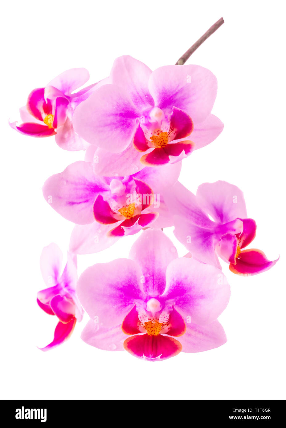 Blühender Zweig des Kunststoff pink, trendige Farbe Orchidee ...