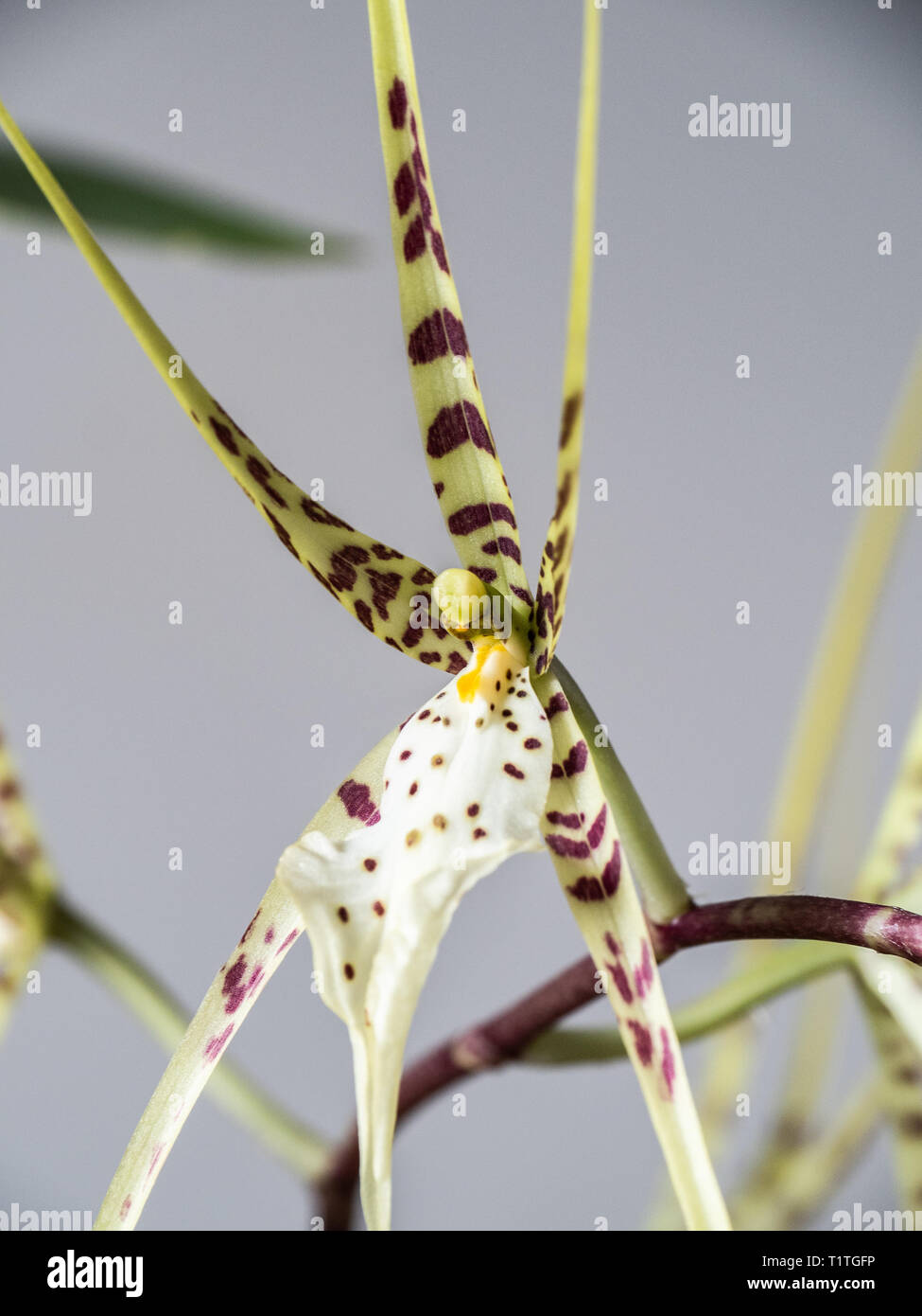 Orchidee Mit Groen Bluten