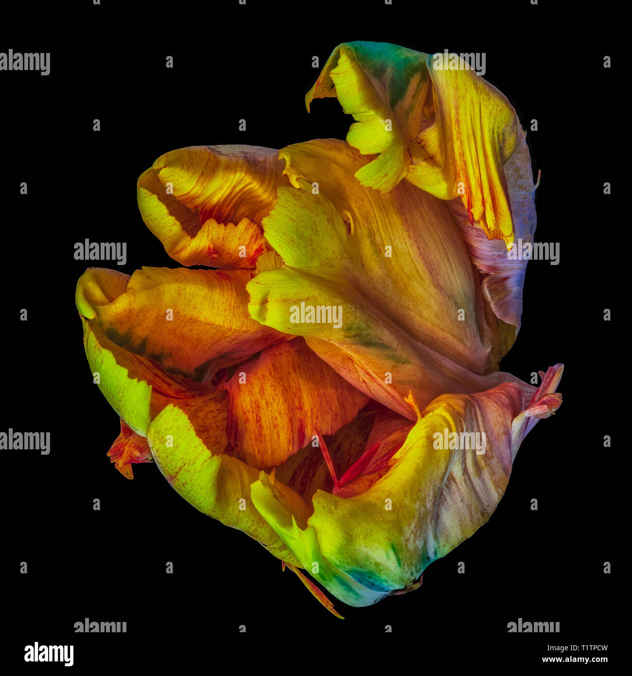 Fantastischer realismus stil -Fotos und -Bildmaterial in hoher Auflösung – Alamy