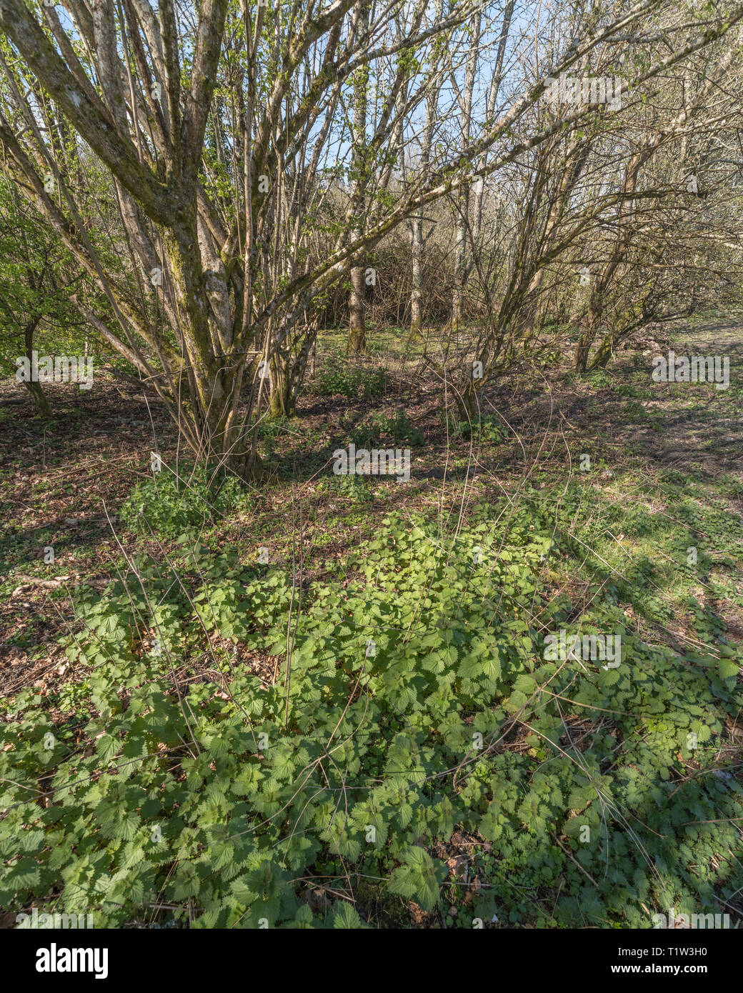 Engelse bossen -Fotos und -Bildmaterial in hoher Auflösung – Alamy