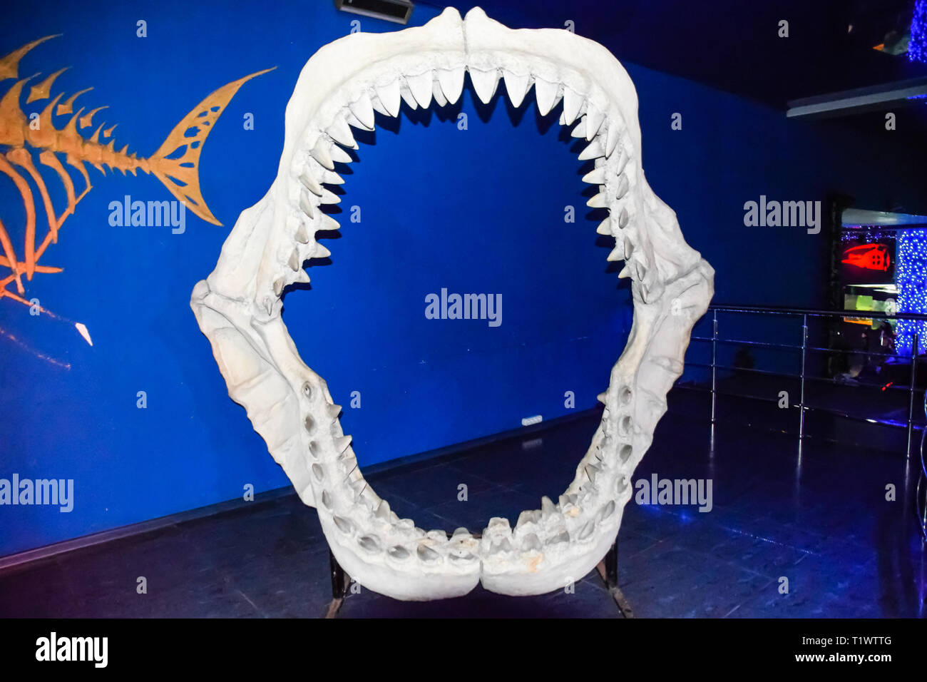 Megalodon kiefer -Fotos und -Bildmaterial in hoher Auflösung – Alamy