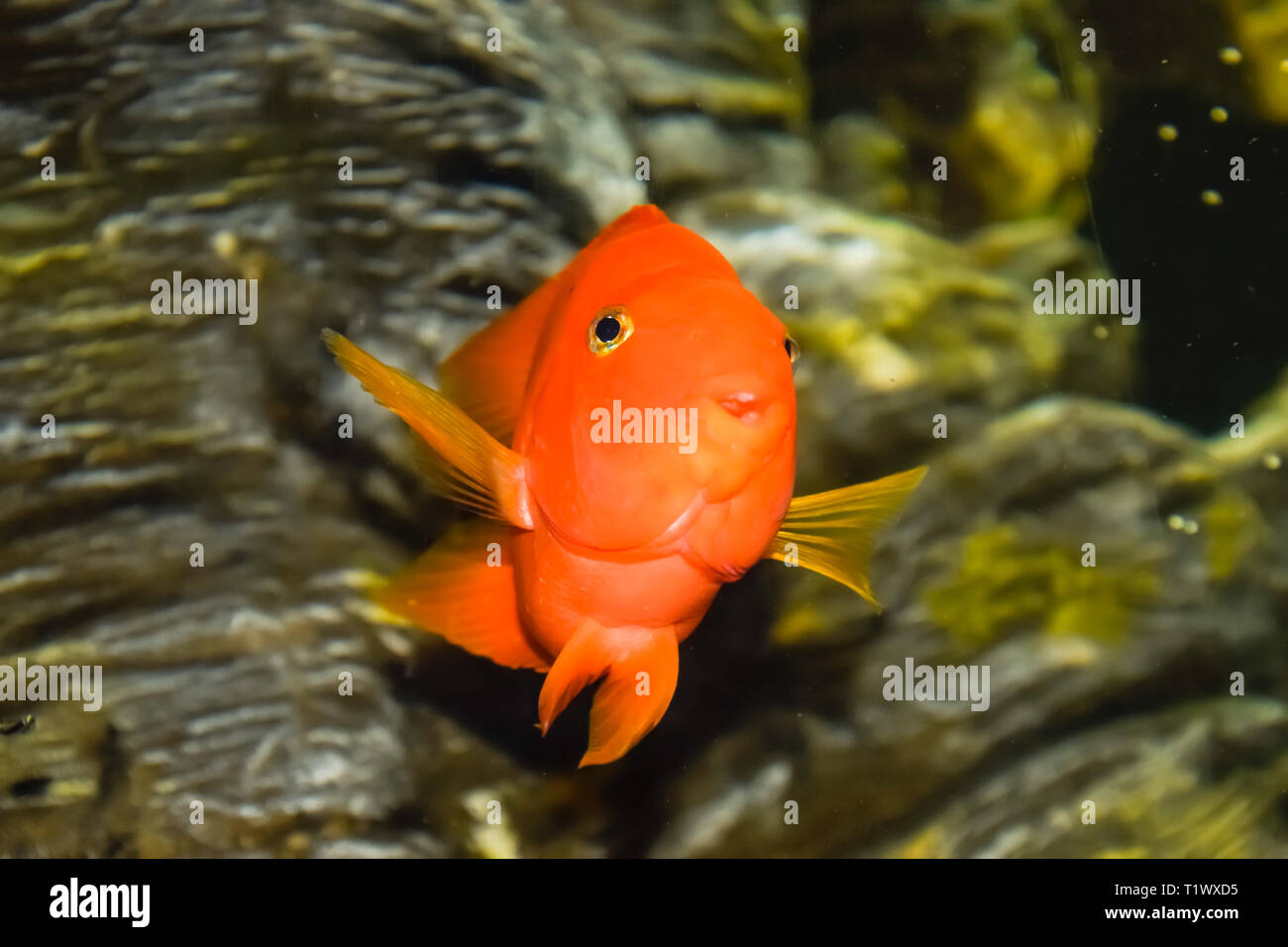 Baby betta -Fotos und -Bildmaterial in hoher Auflösung – Alamy
