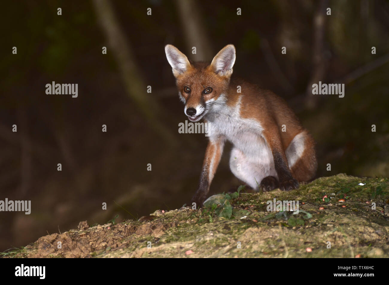 Fuchs braun -Fotos und -Bildmaterial in hoher Auflösung – Alamy